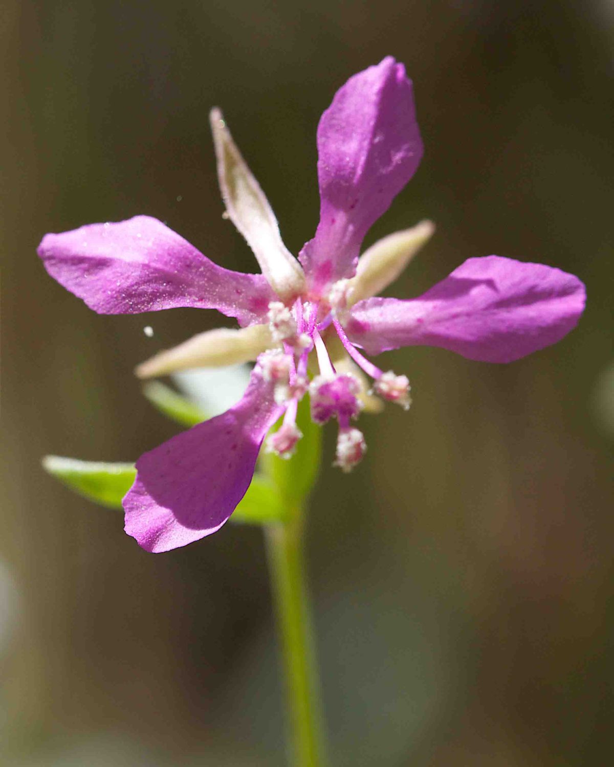 Onagraceae-clarkia – MonFlora