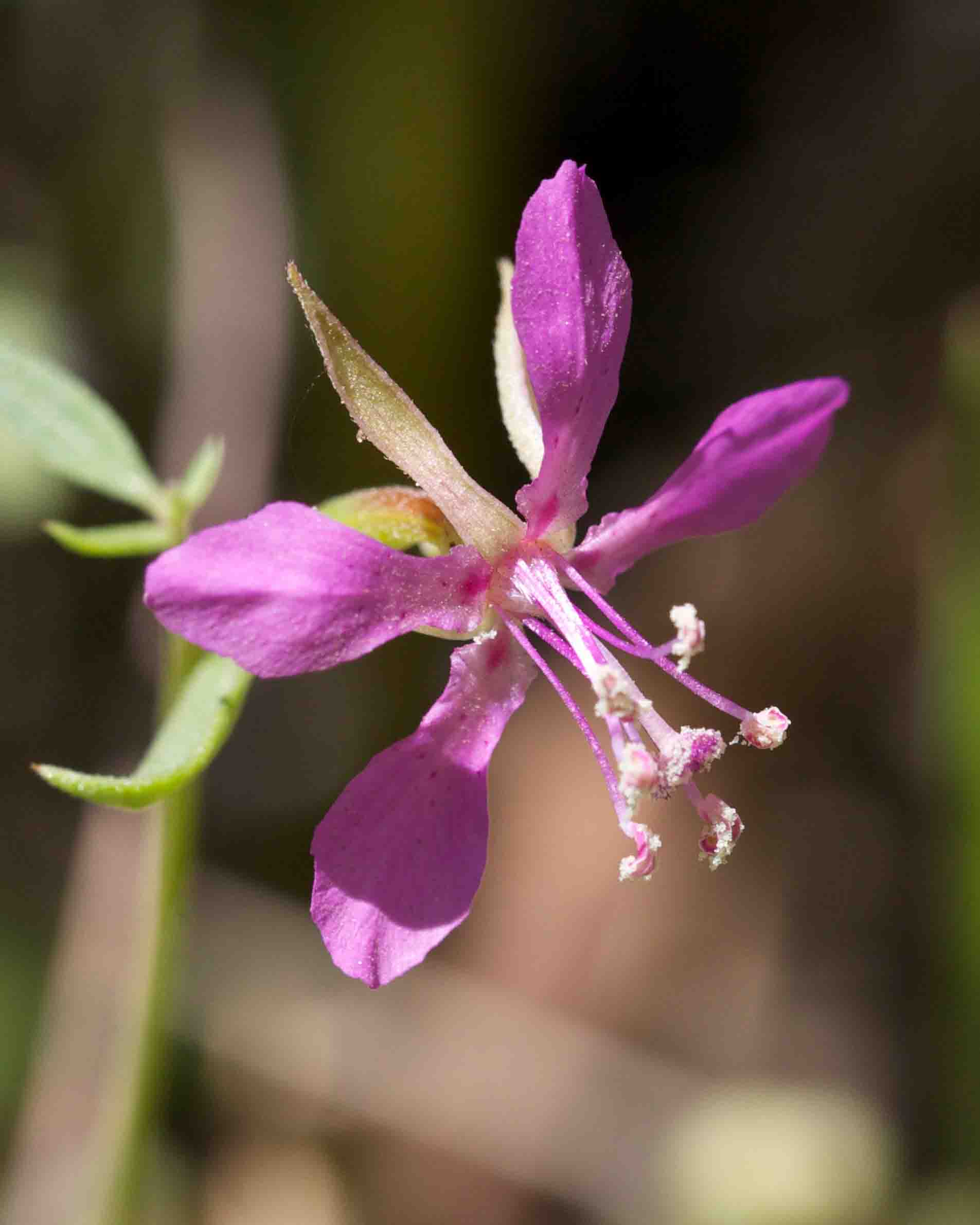 Onagraceae-clarkia – MonFlora