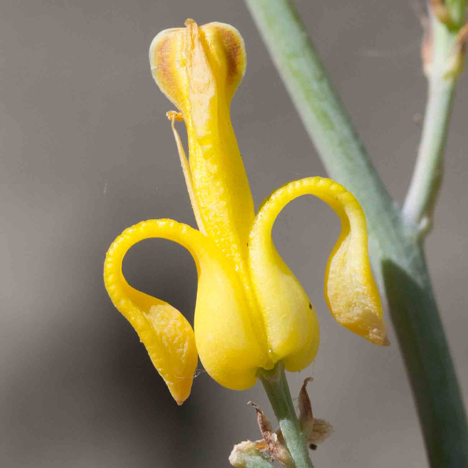 Papaveraceae-xPoppy – MonFlora