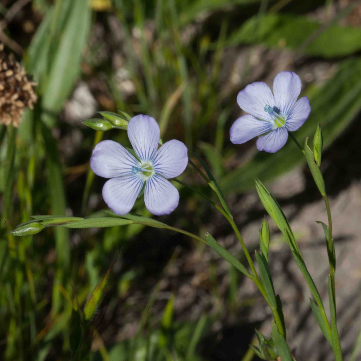 Linaceae – MonFlora