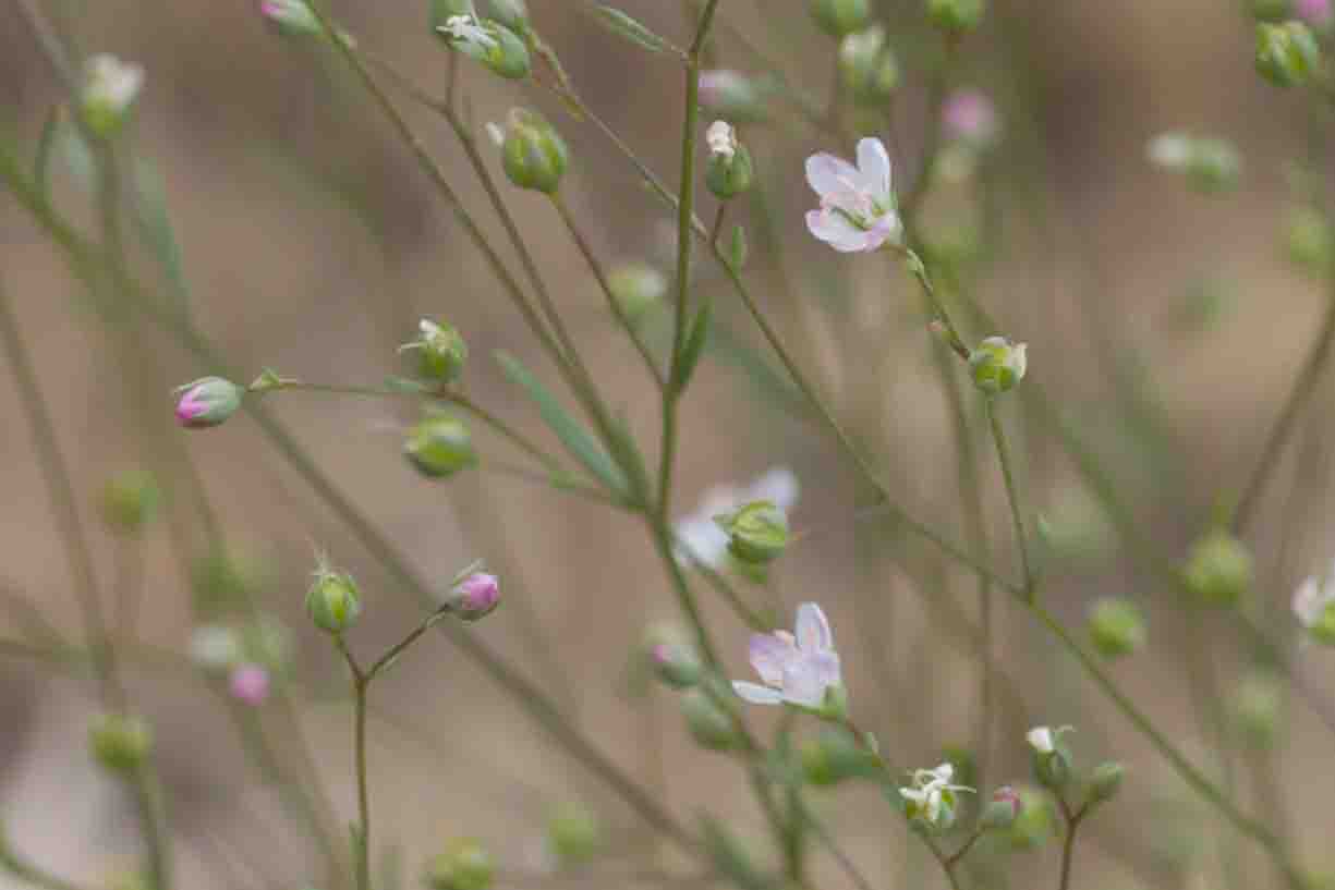 Linaceae – MonFlora
