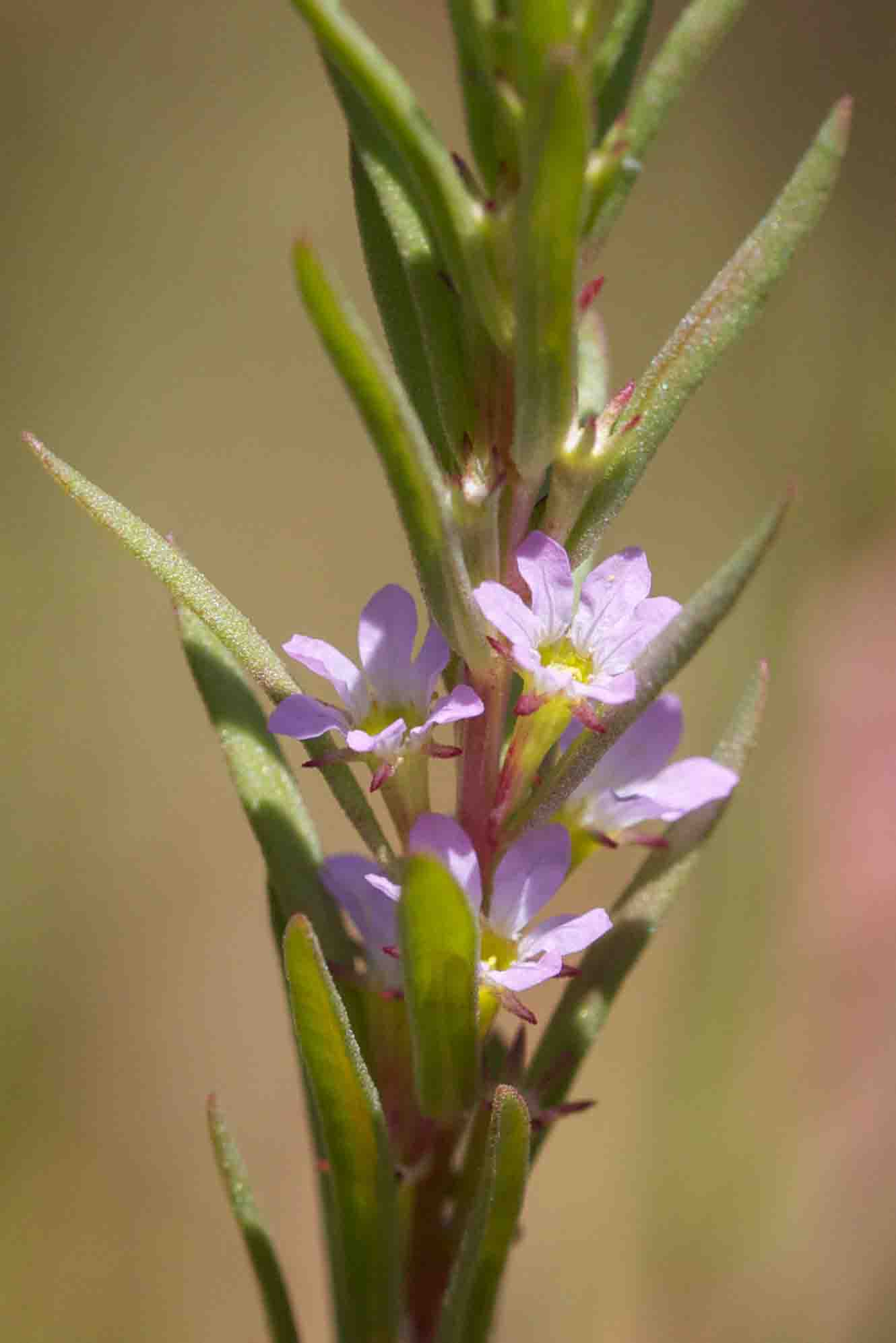 Lythraceae – MonFlora