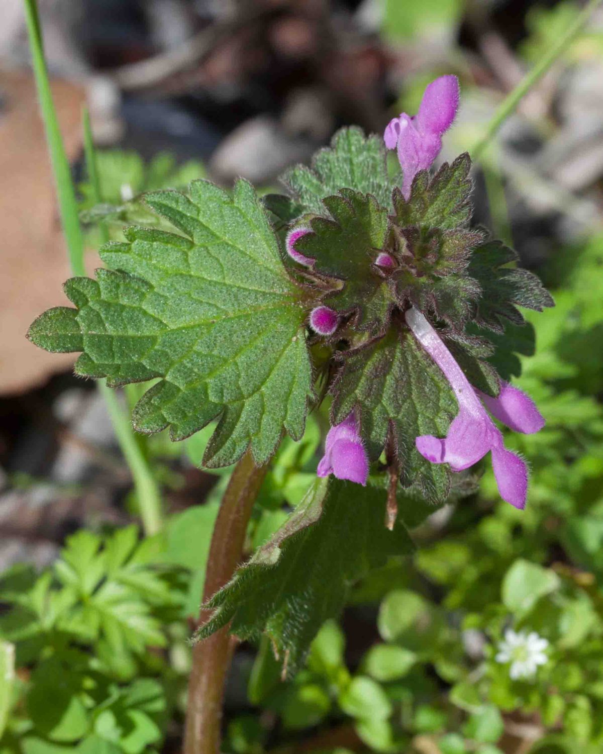 Lamiaceae-Misc – MonFlora