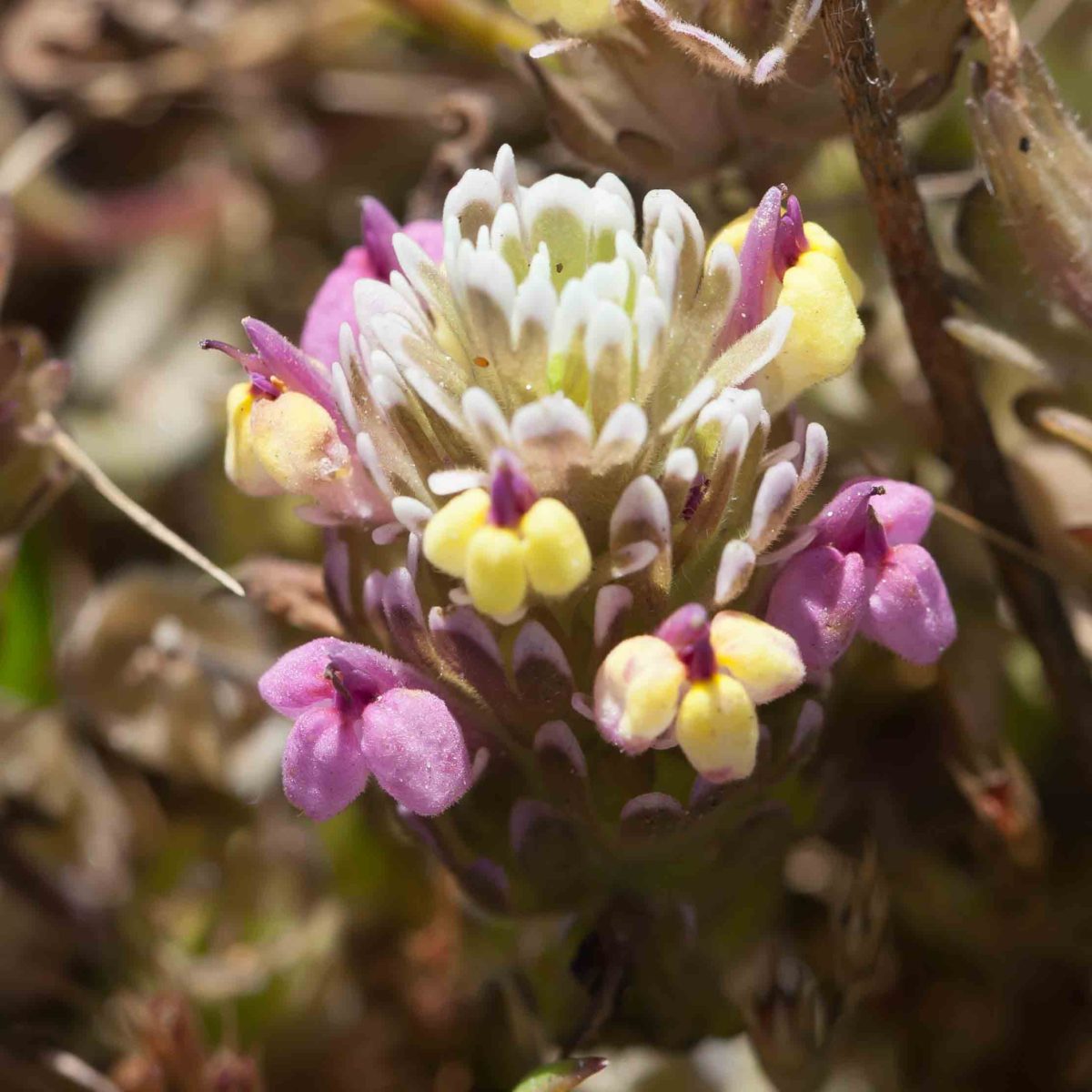 Orobanchaceae-castilleja – MonFlora