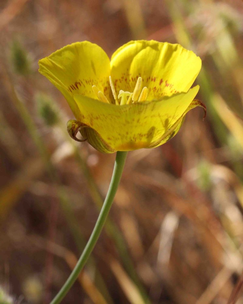 Liliaceae-Calochortus – MonFlora