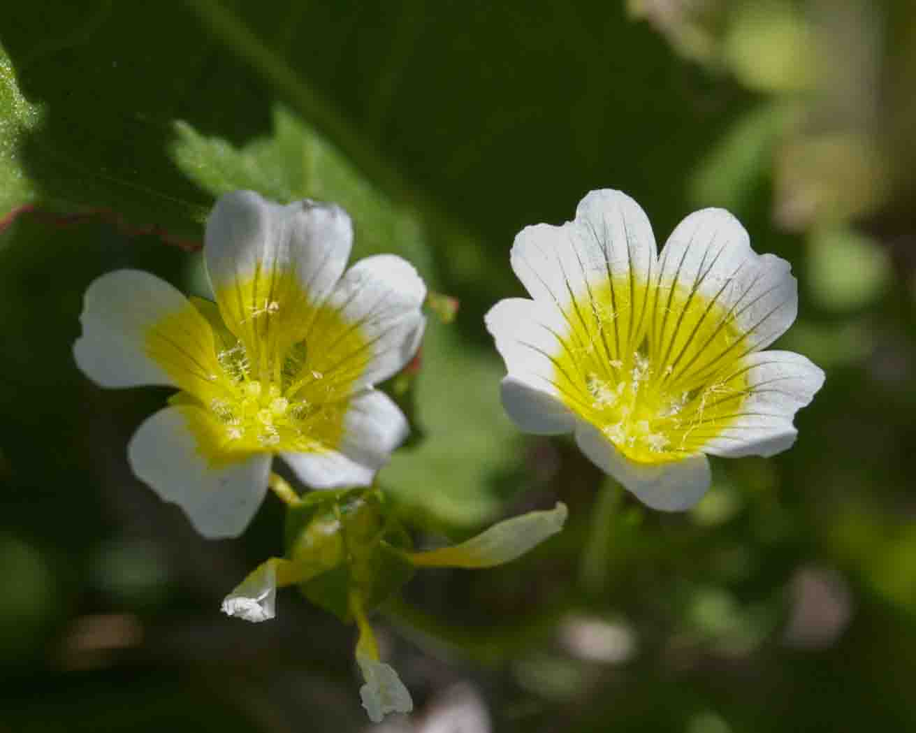Limnanthaceae – MonFlora
