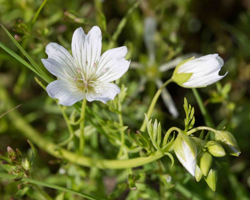 Limnanthaceae – MonFlora