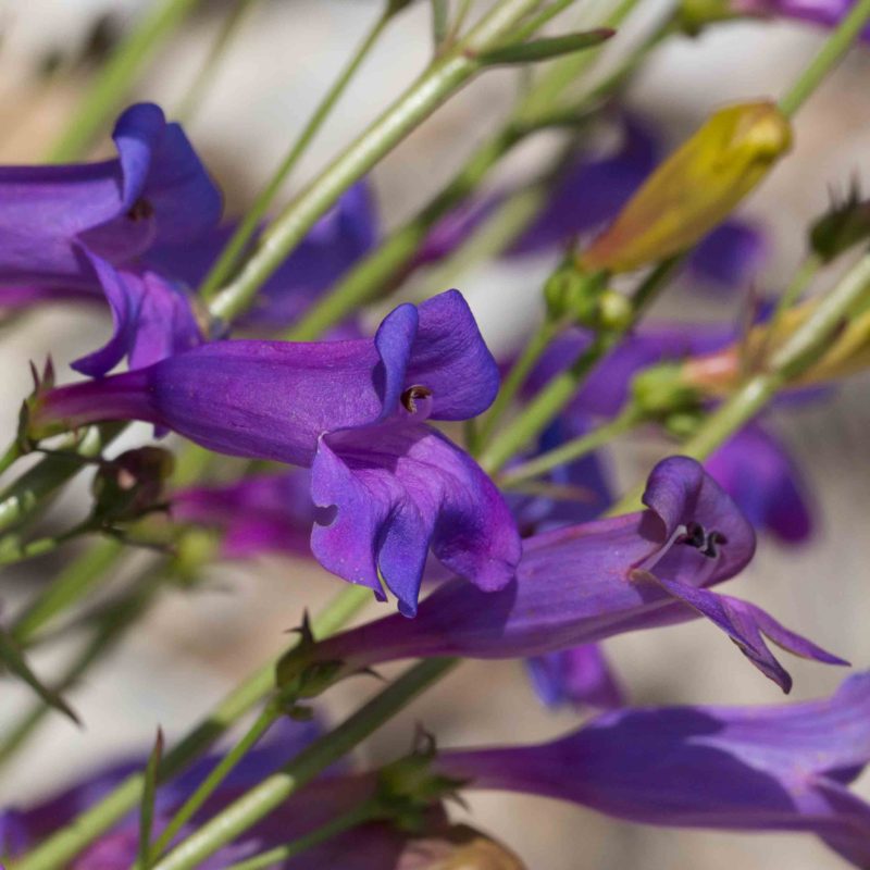 Plantaginaceae-penstemon – MonFlora