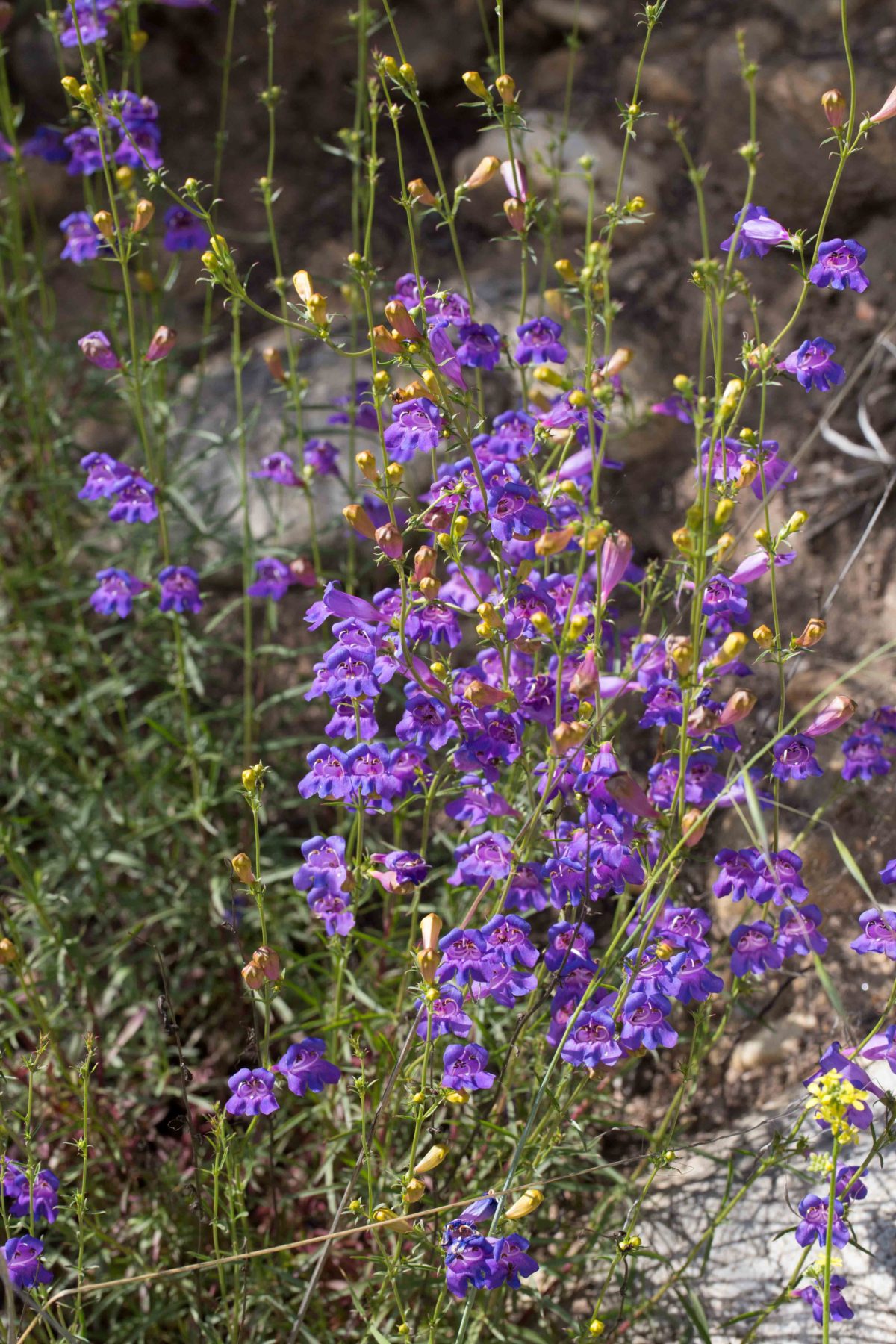 Plantaginaceae-penstemon – MonFlora