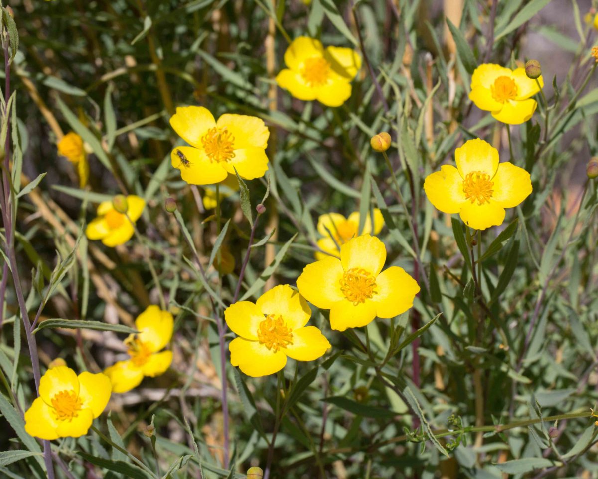 Papaveraceae-poppy – MonFlora