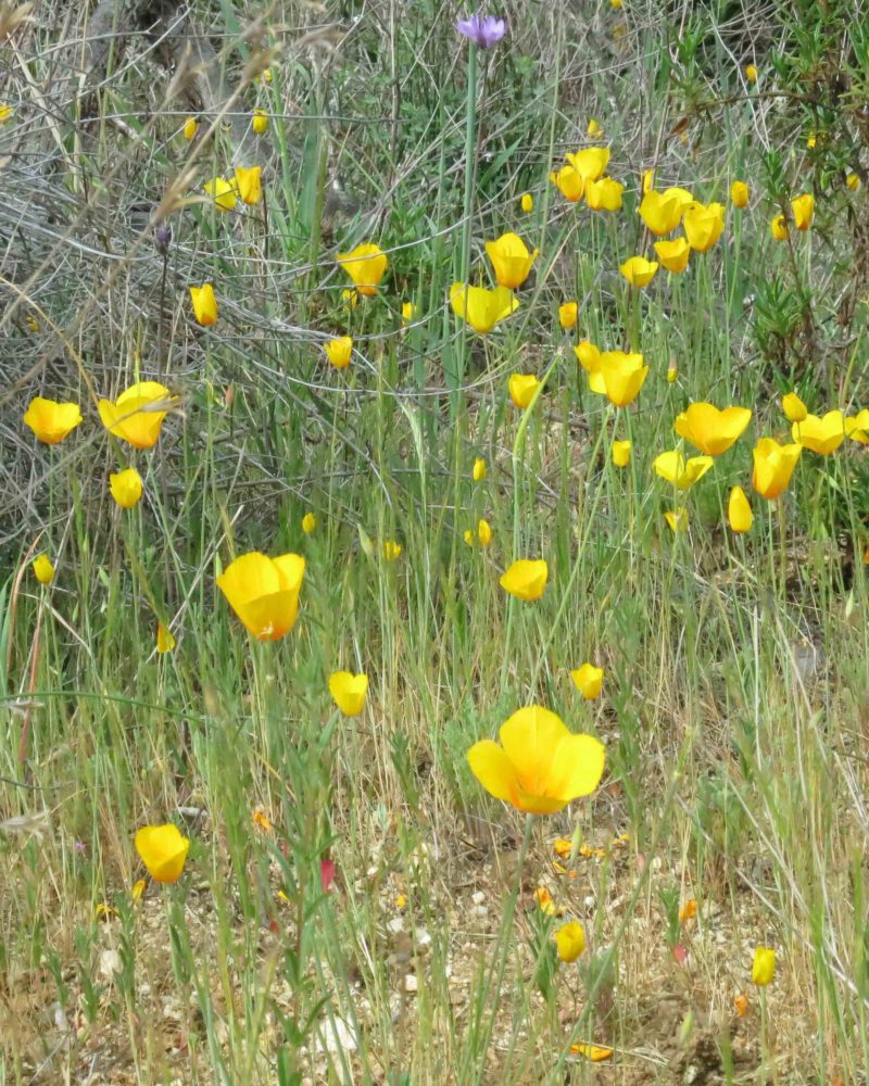 Papaveraceae-poppy – MonFlora