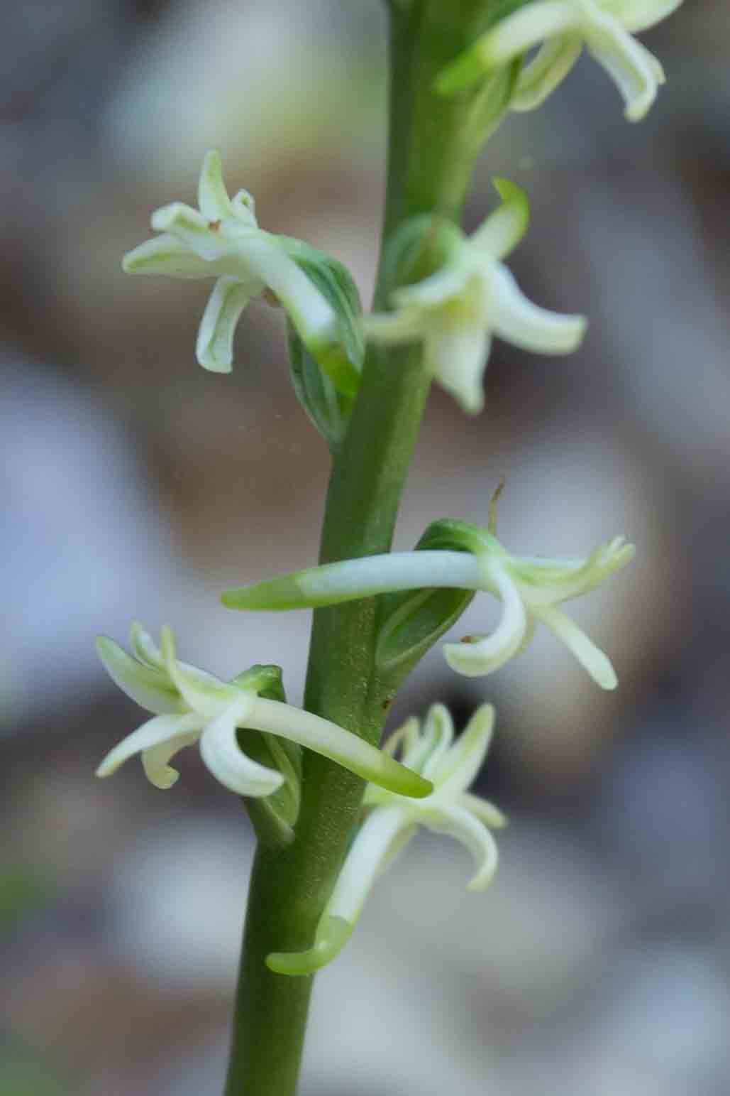 Orchidaceae-piperia – MonFlora