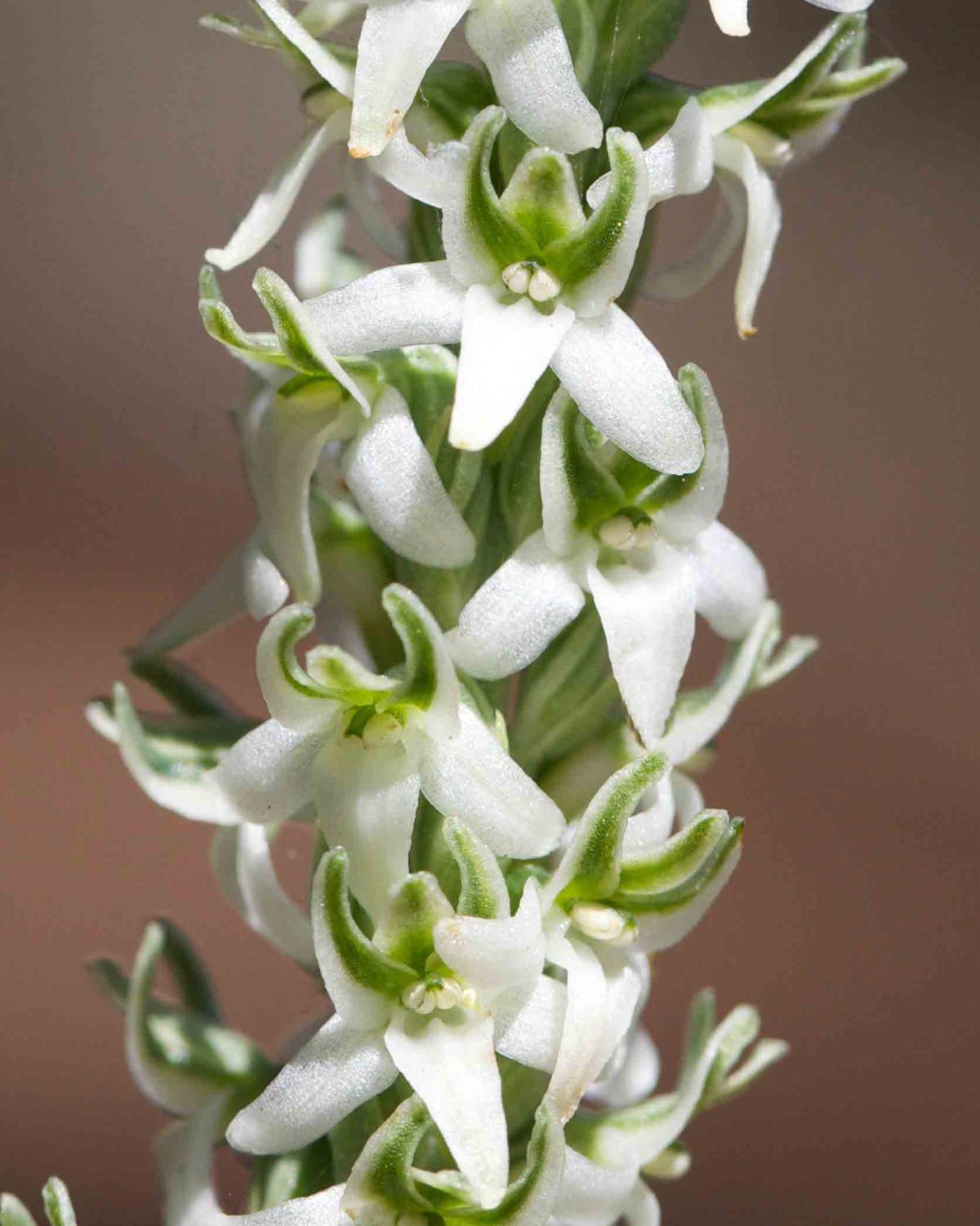 Orchidaceae-piperia – MonFlora