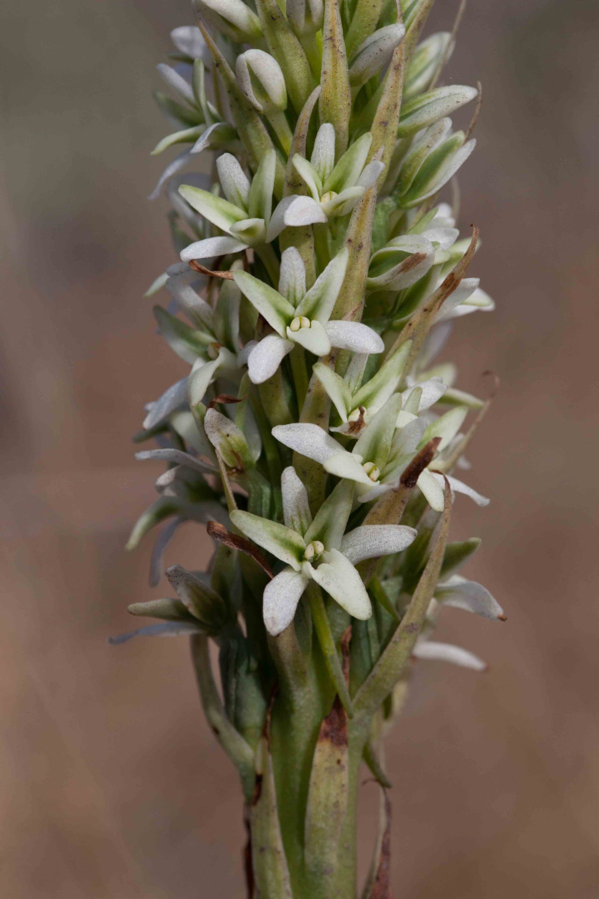 Orchidaceae-piperia – MonFlora
