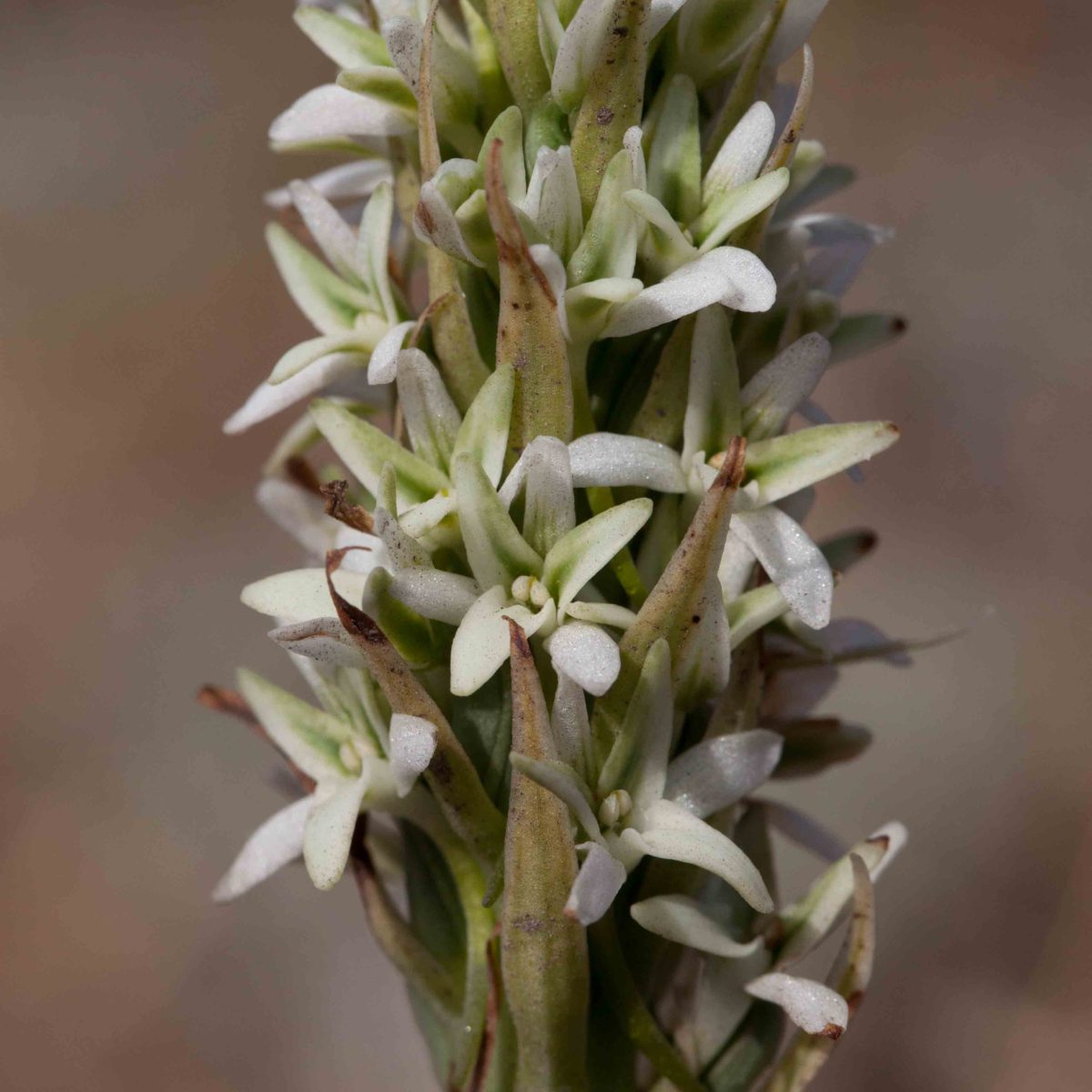 Orchidaceae-piperia – MonFlora