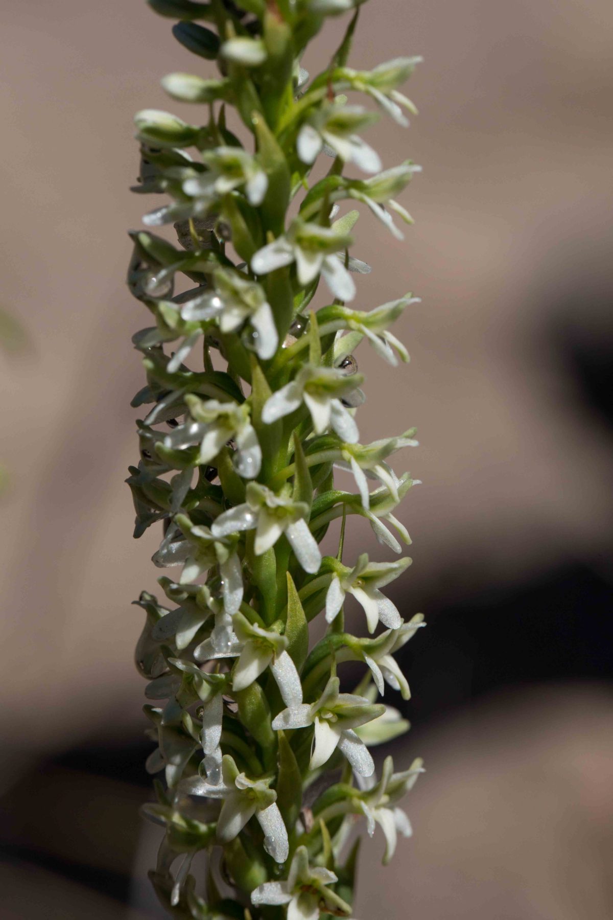 Orchidaceae-piperia – MonFlora