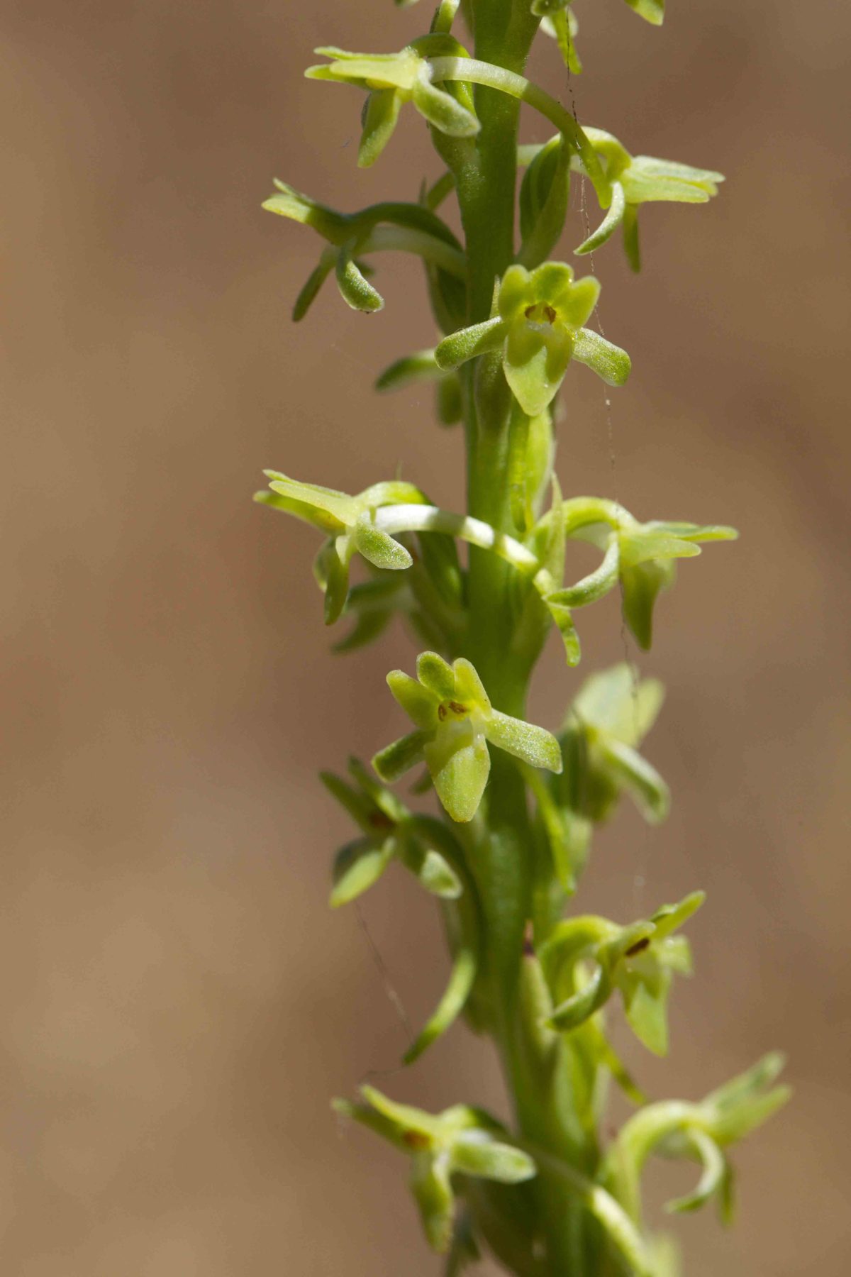 Orchidaceae-piperia – MonFlora