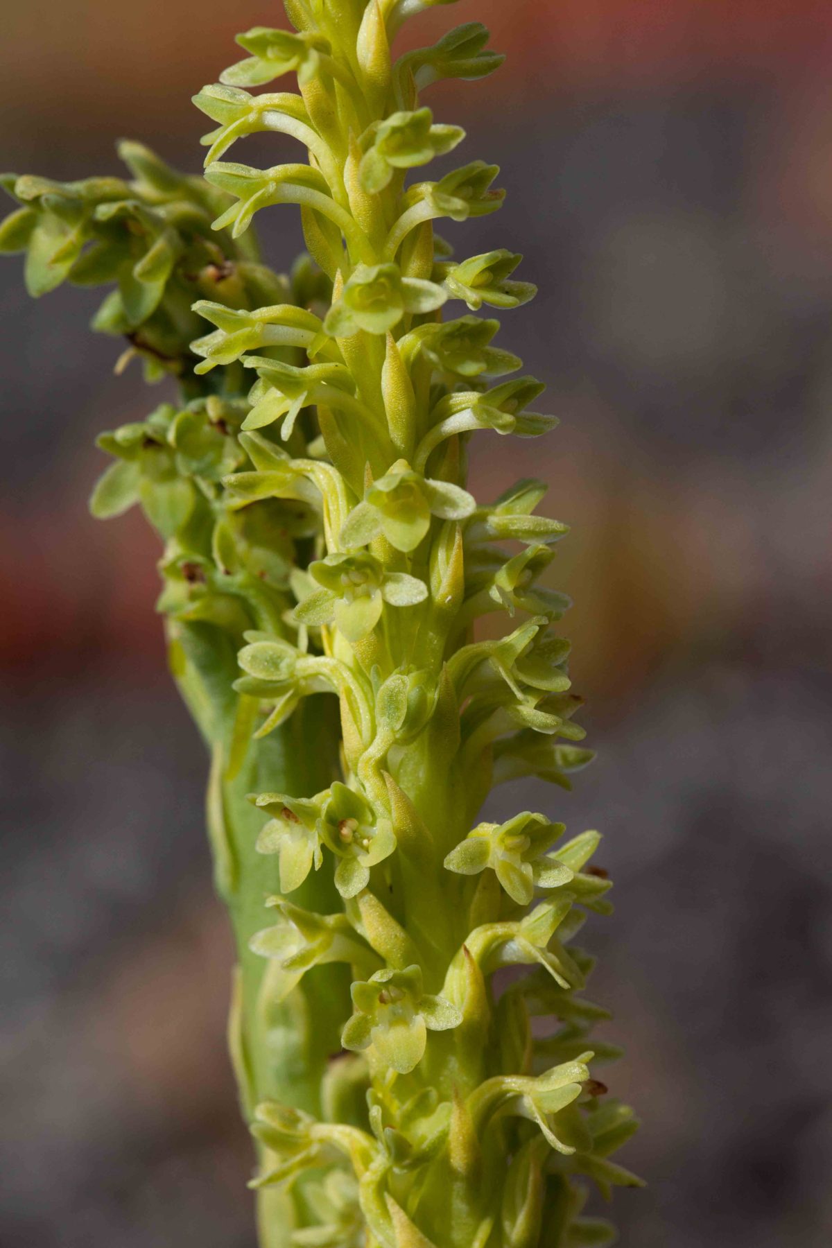 Orchidaceae-piperia – MonFlora