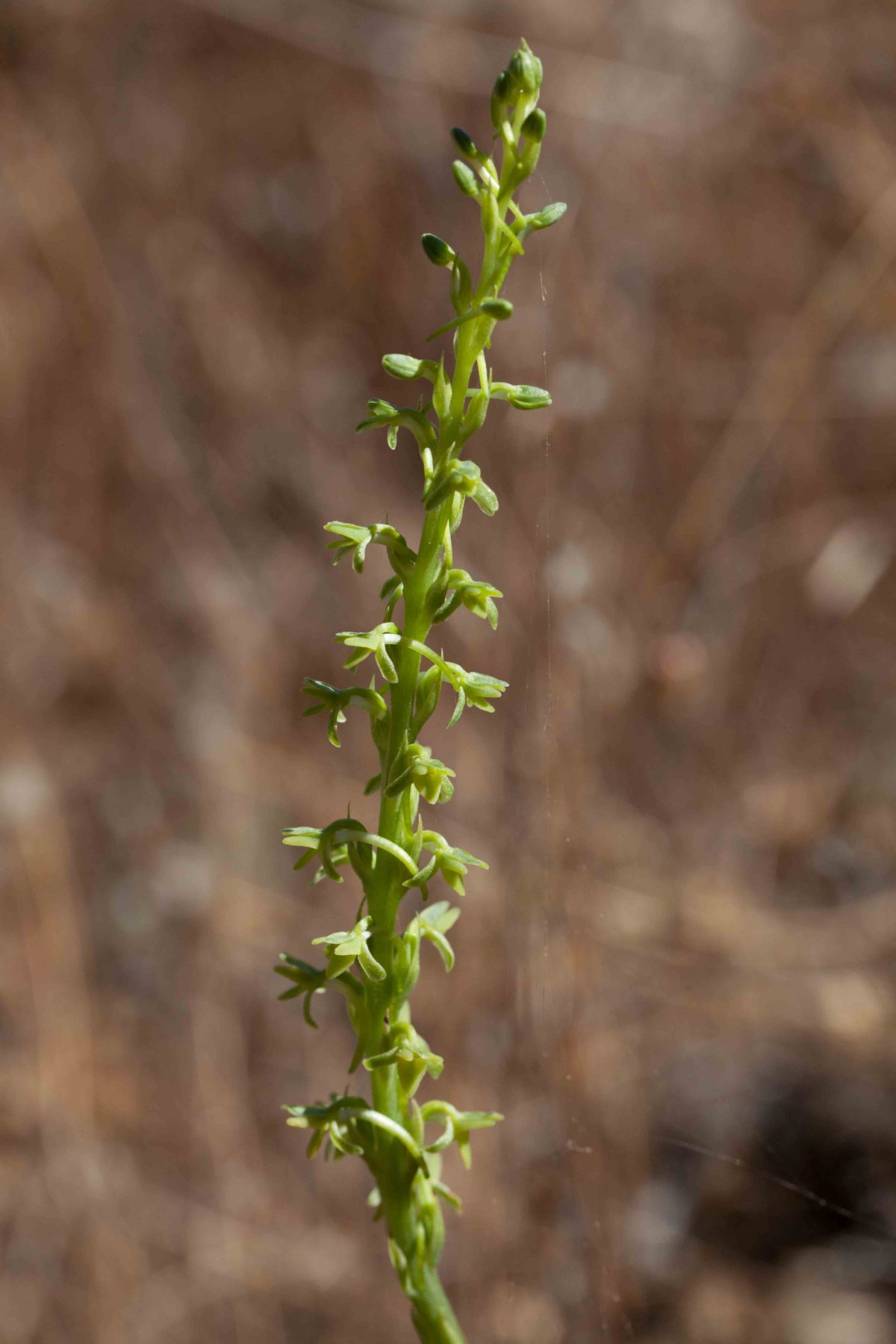 Orchidaceae-piperia – MonFlora