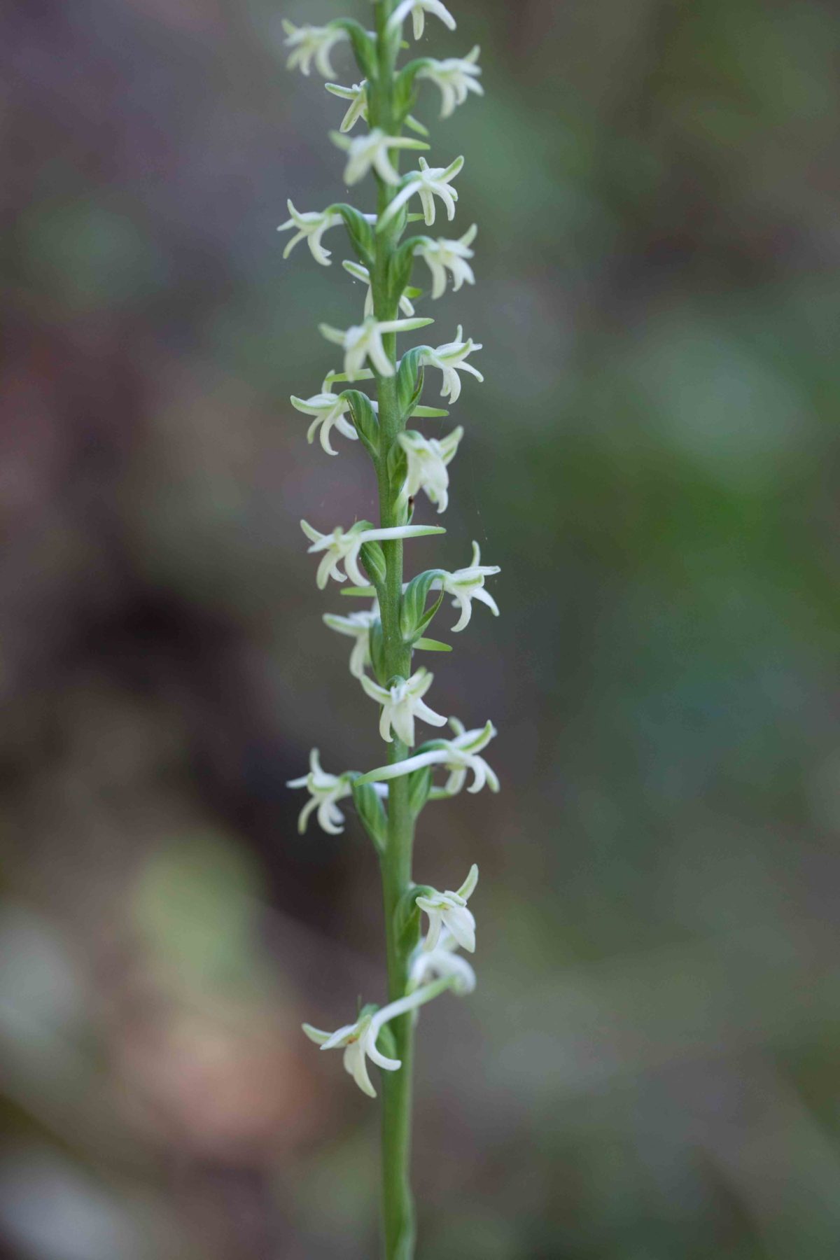 Orchidaceae-piperia – MonFlora