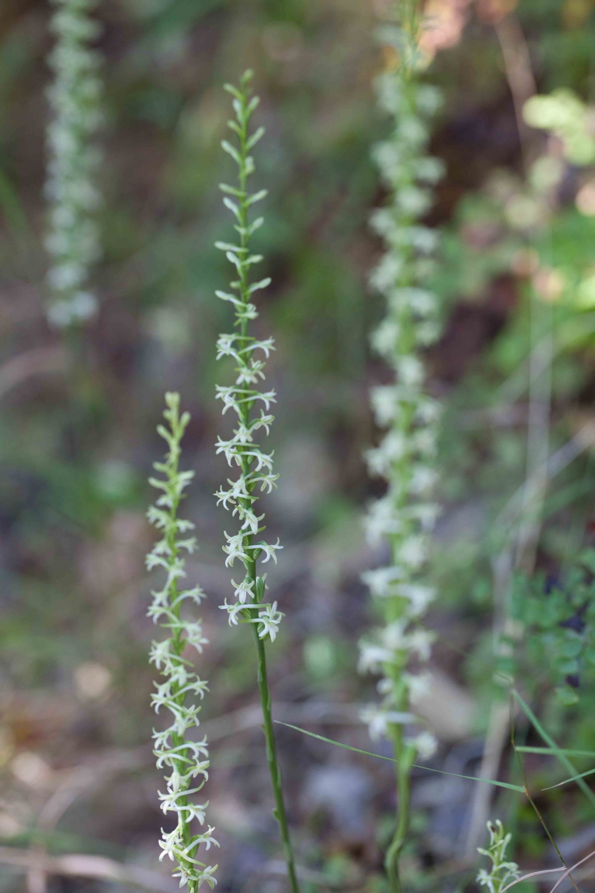 Orchidaceae-piperia – MonFlora