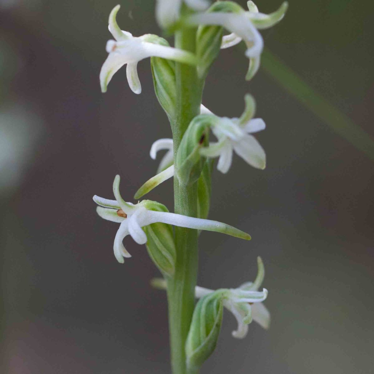 Orchidaceae-piperia – MonFlora