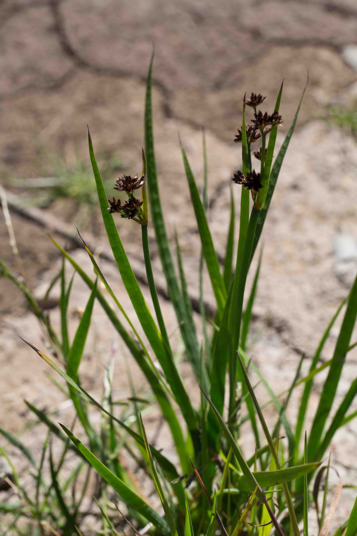 Juncaceae – MonFlora