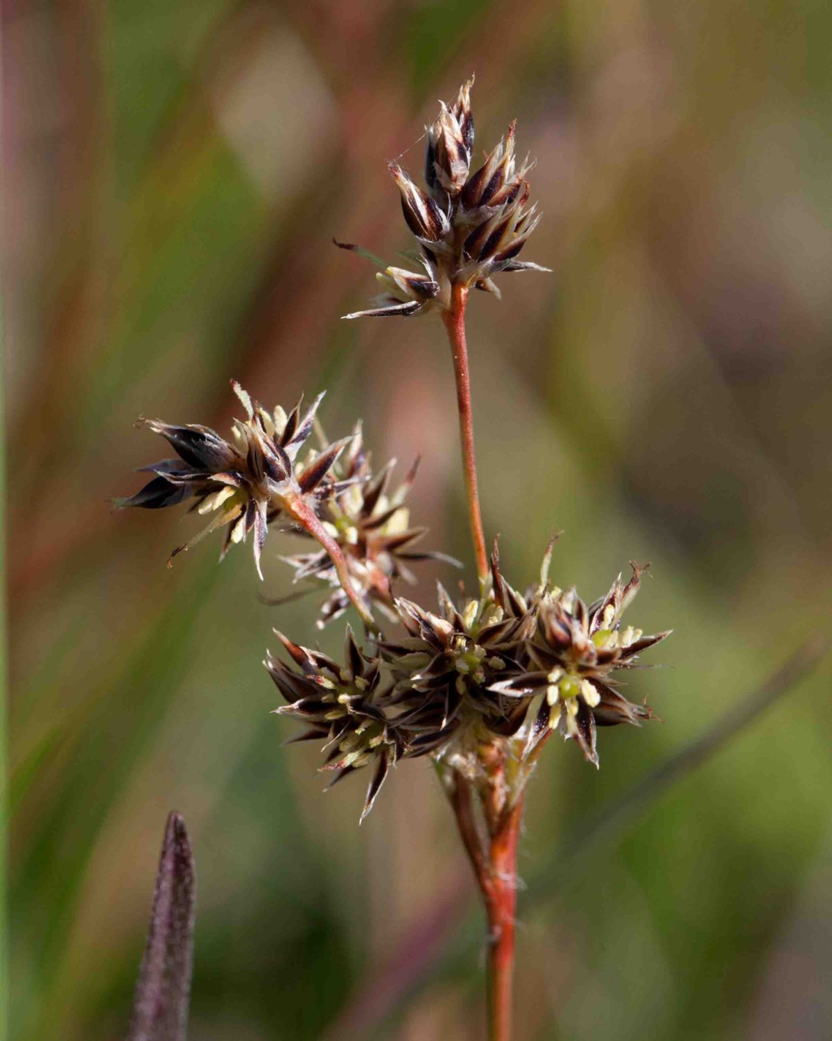 Juncaceae – MonFlora