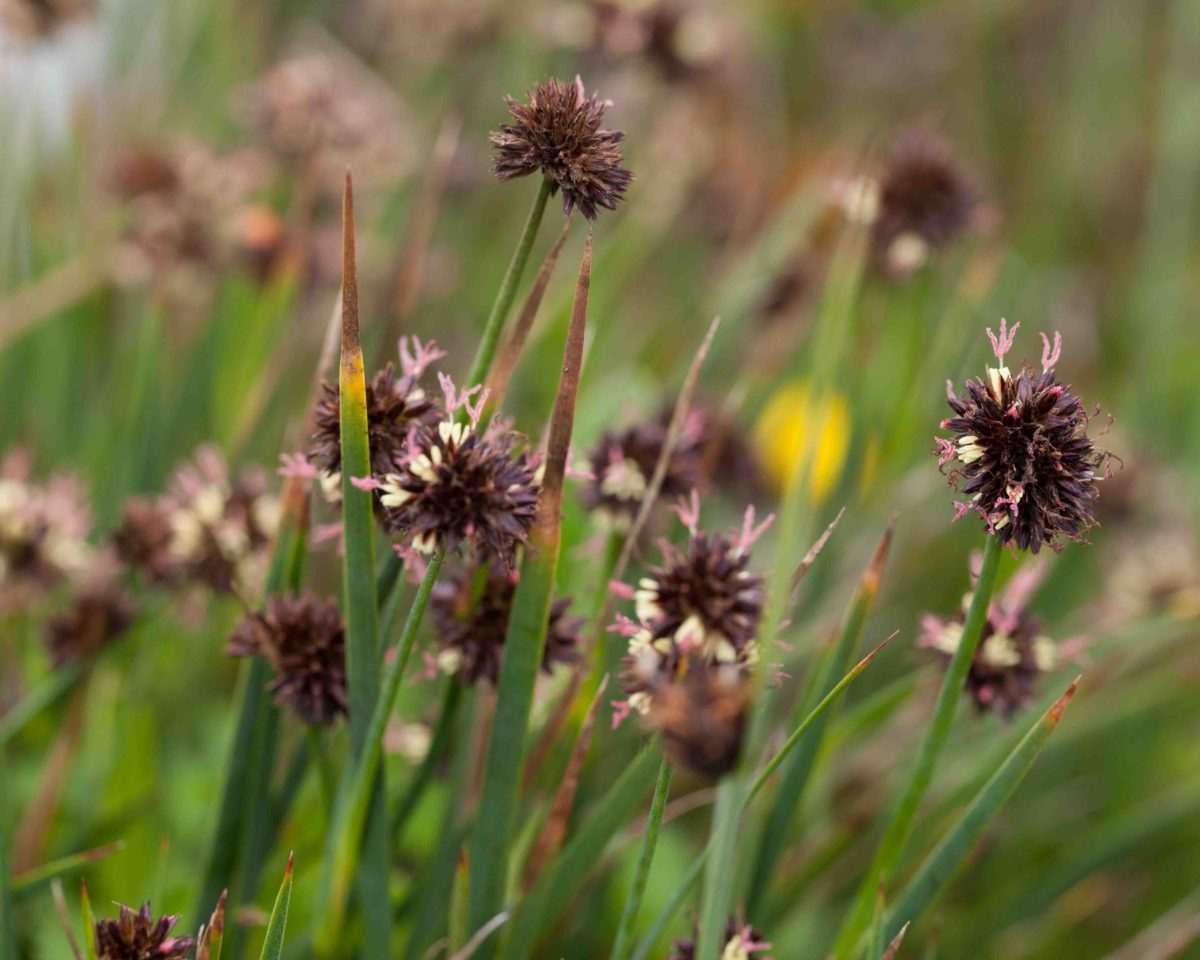 Juncaceae – MonFlora