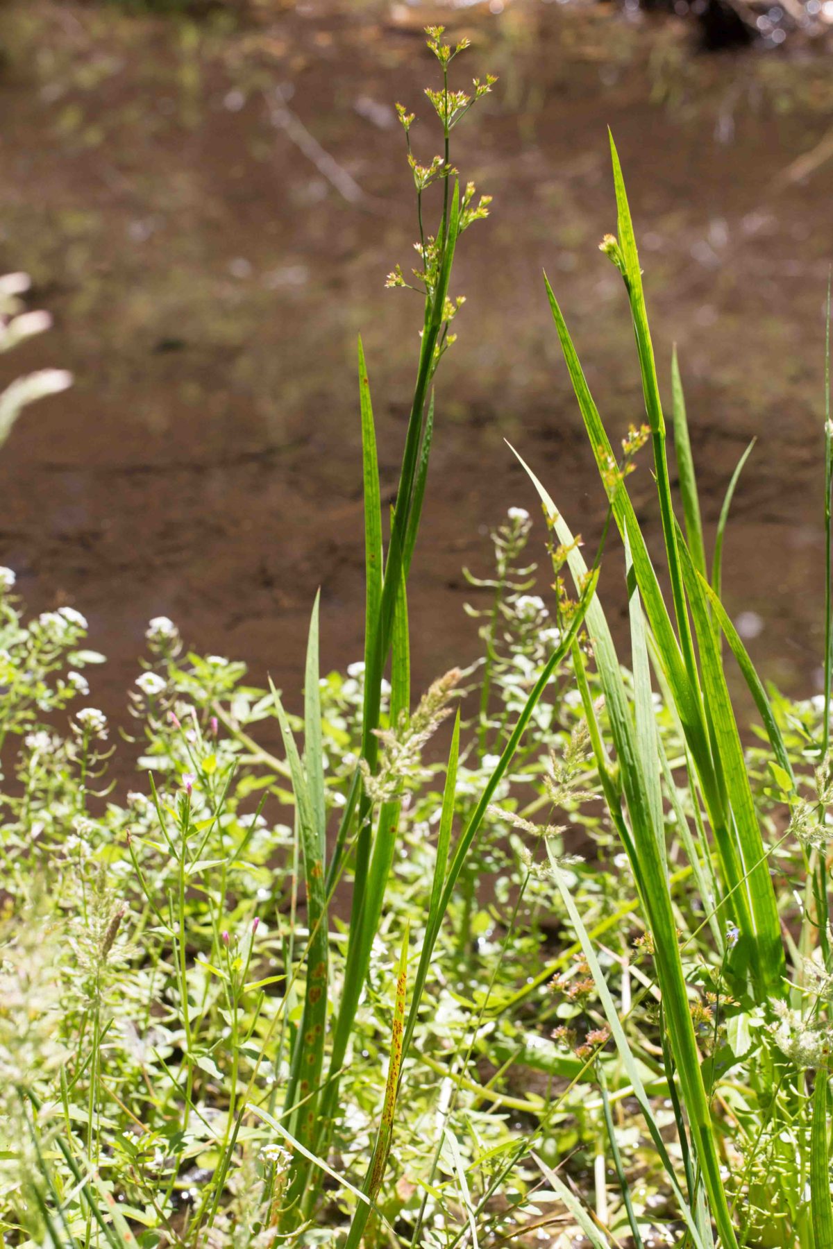 Juncaceae – MonFlora