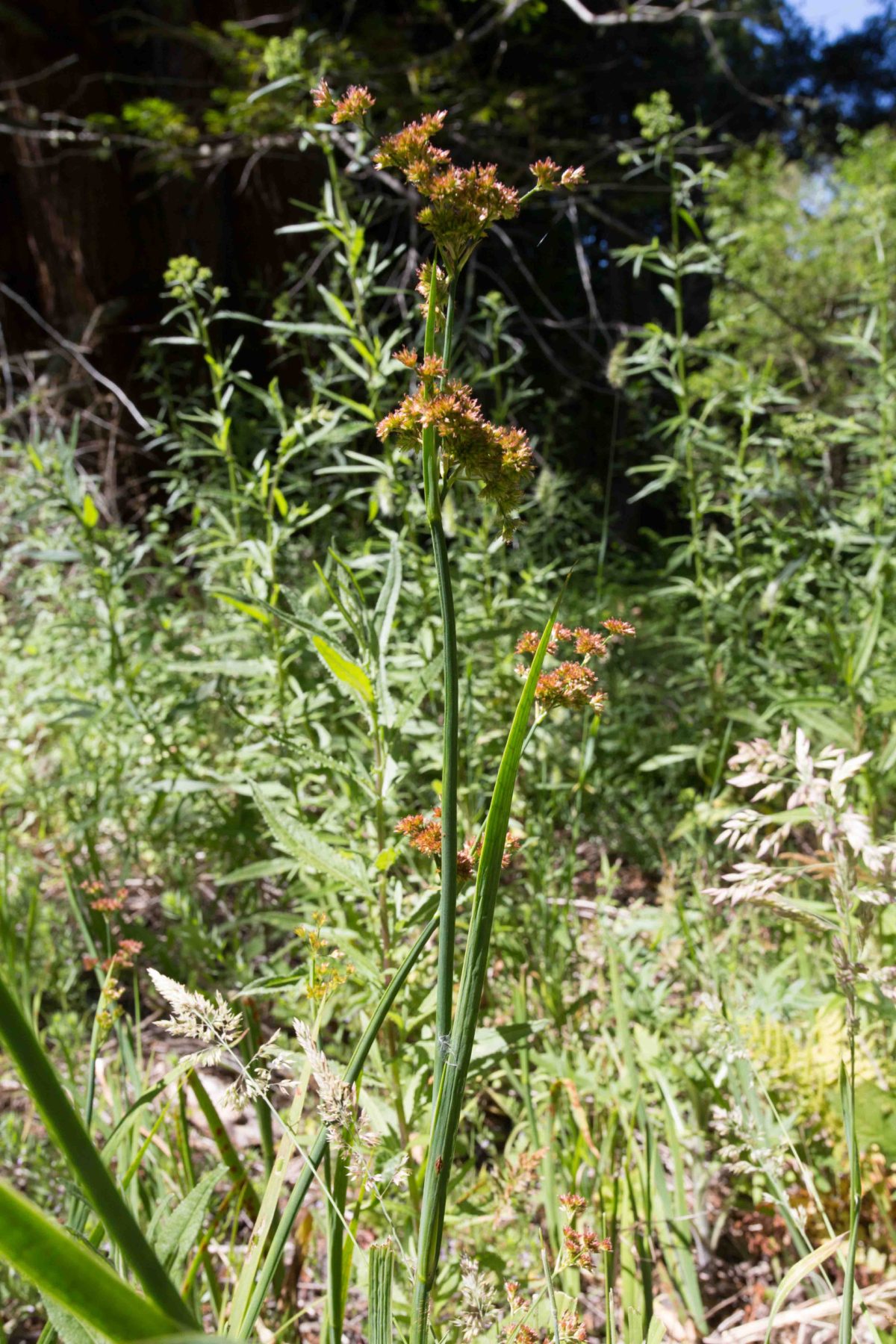 Juncaceae – MonFlora
