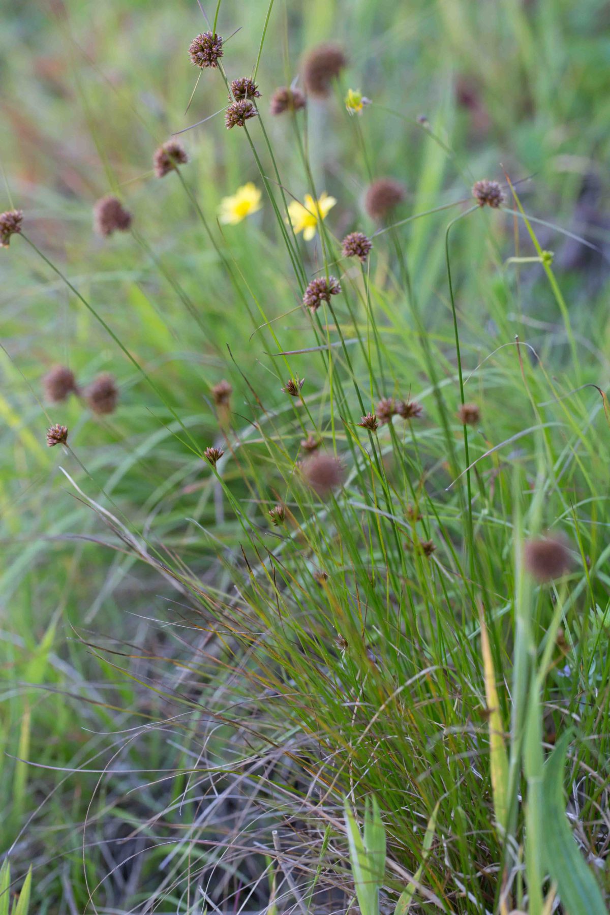 Juncaceae – MonFlora