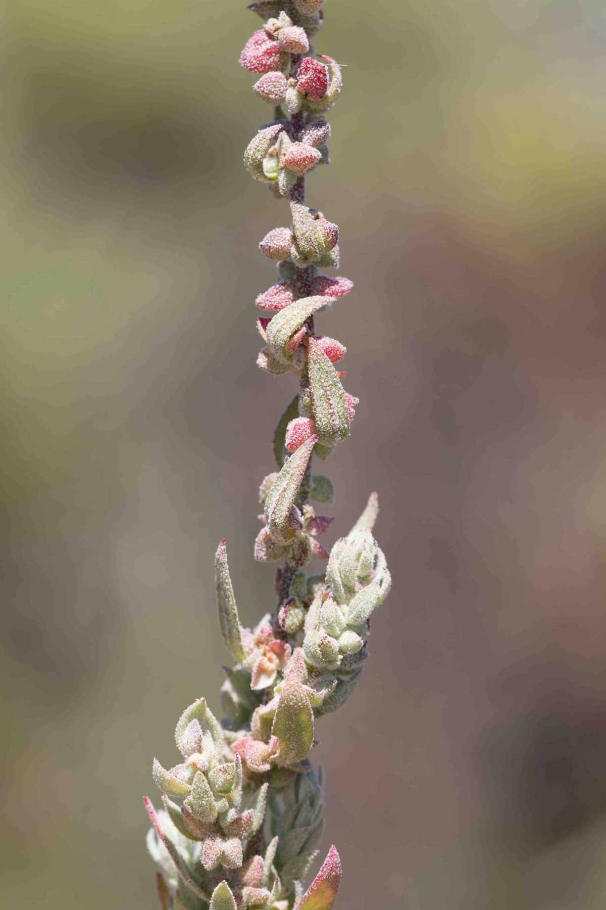 Chenopodiaceae-Atriplex – MonFlora