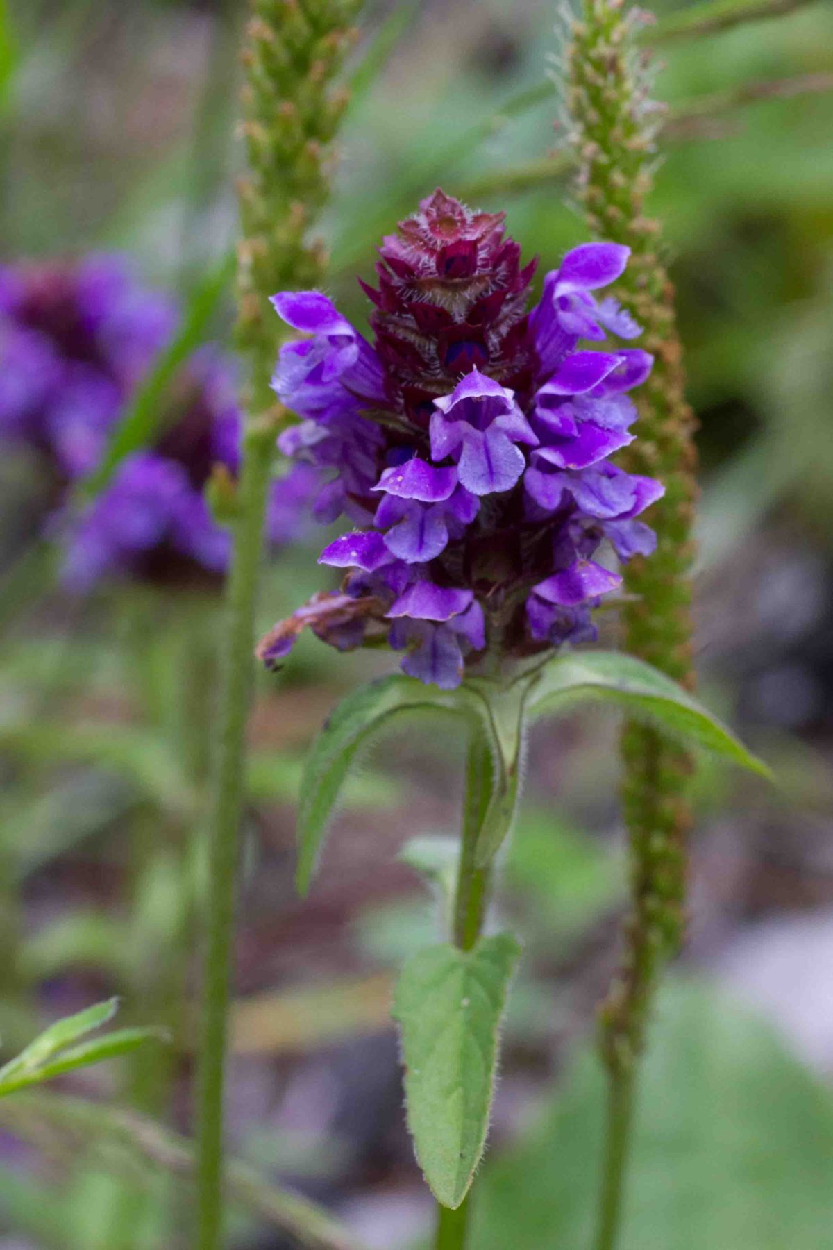 Lamiaceae-Mint – MonFlora