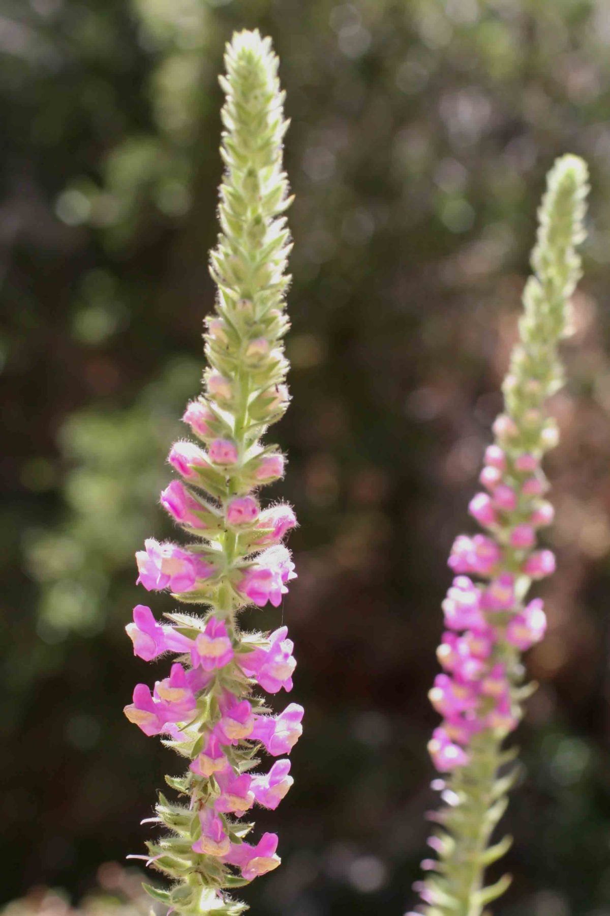 Plantaginaceae-Snapdragon – MonFlora