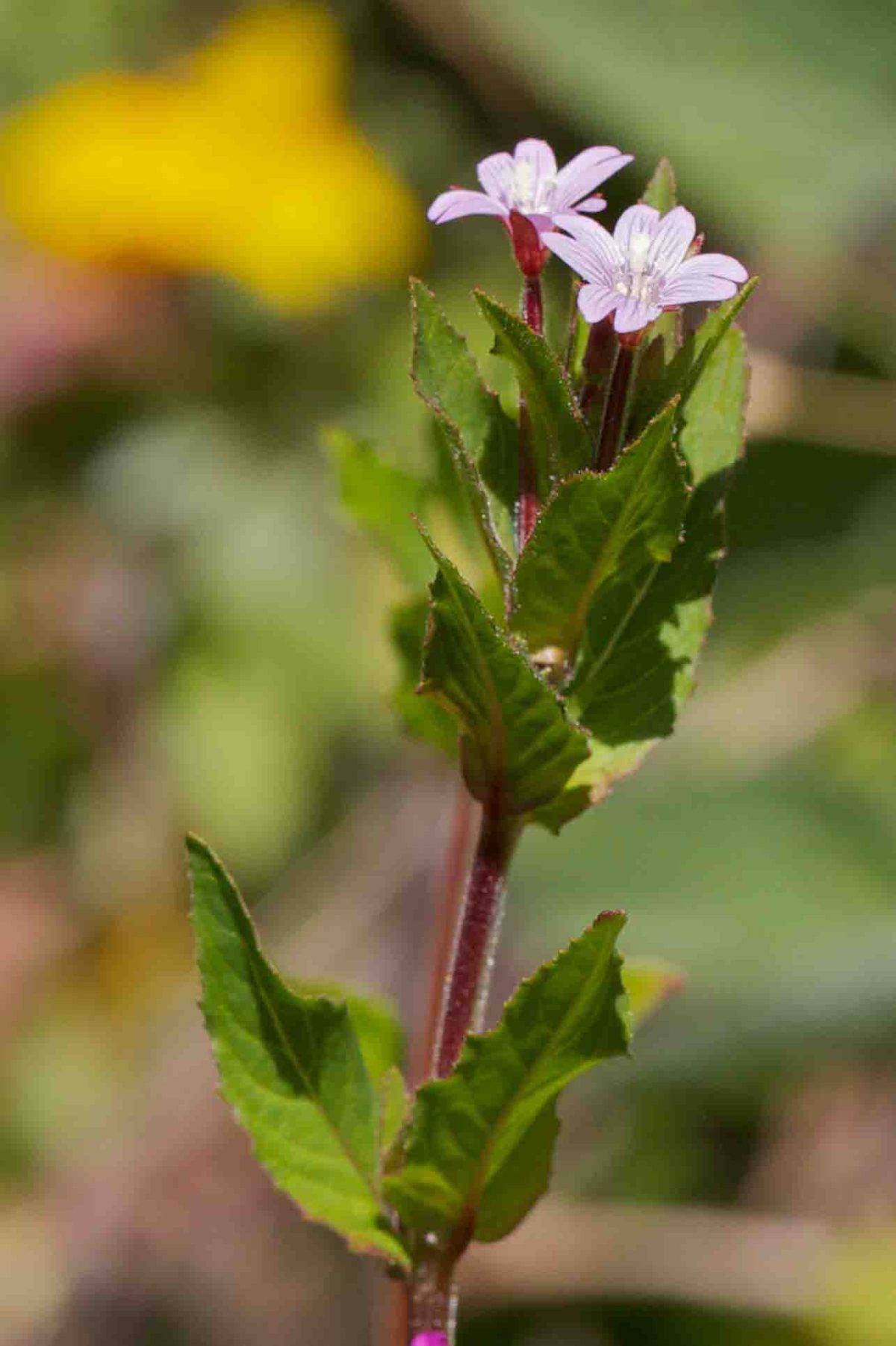Onagraceae-Epilobium – MonFlora