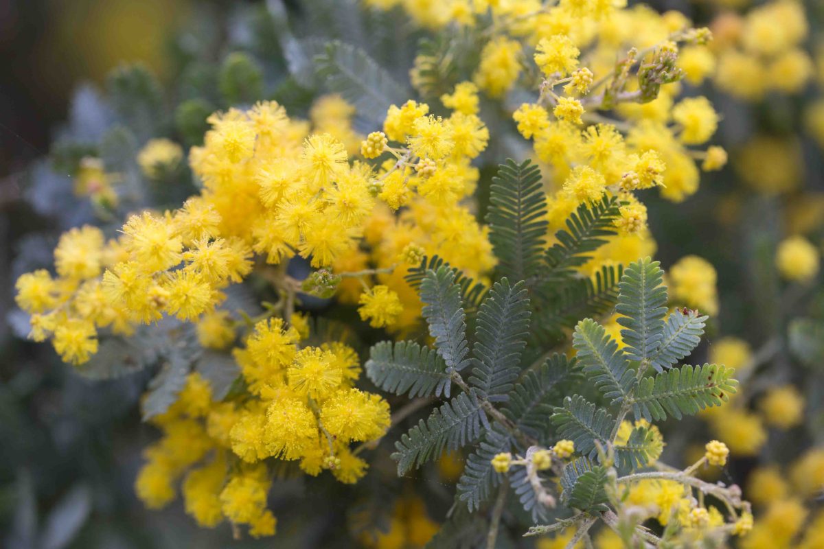 Tree – Acacia – MonFlora