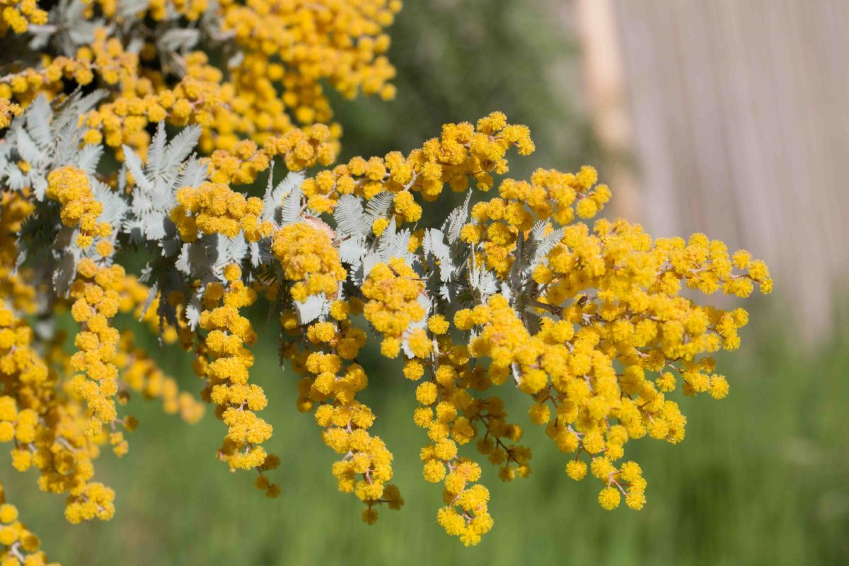 Tree – Acacia – MonFlora