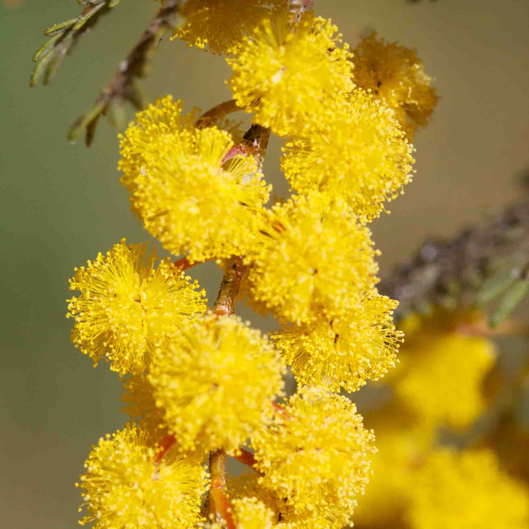 Tree – Acacia – MonFlora