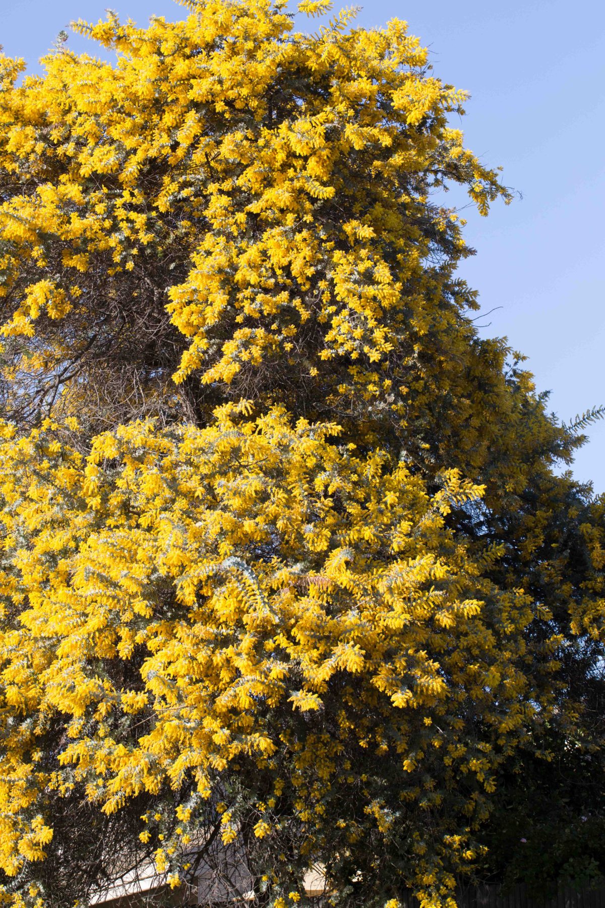 Tree – Acacia – MonFlora