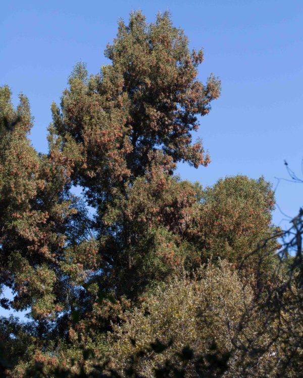 Tree – Acacia – MonFlora