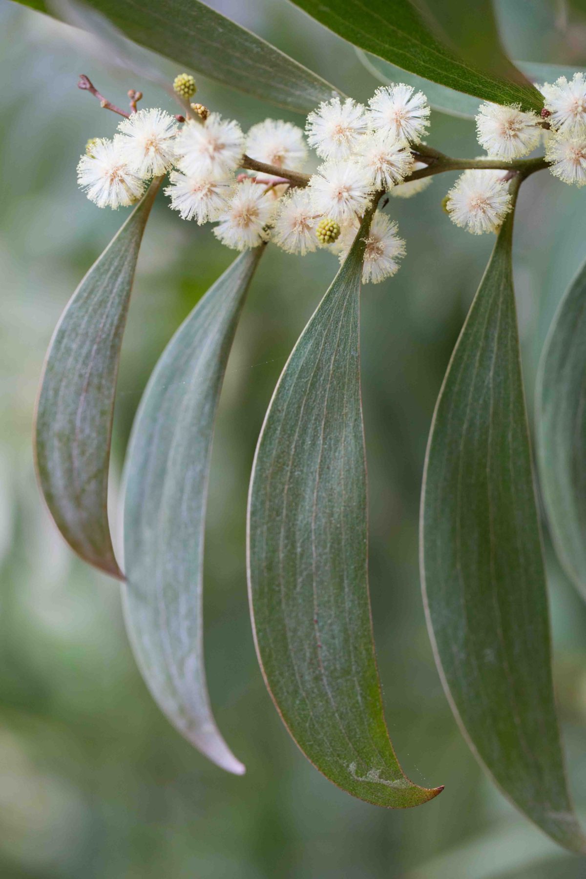 Tree – Acacia – MonFlora