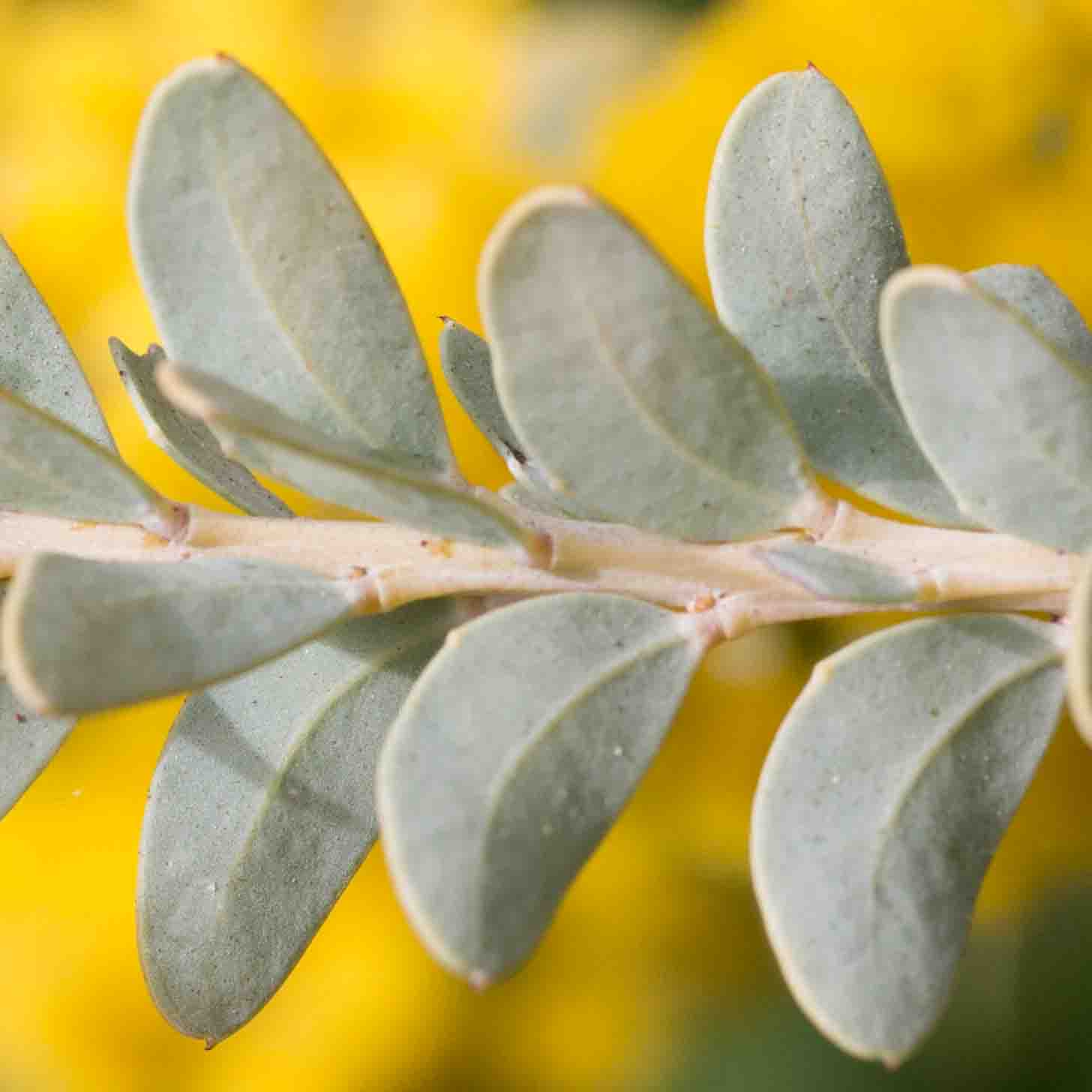 Tree – Acacia – MonFlora