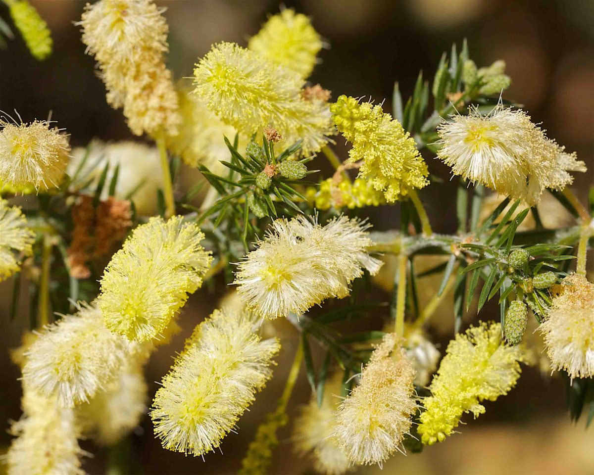 Tree – Acacia – MonFlora