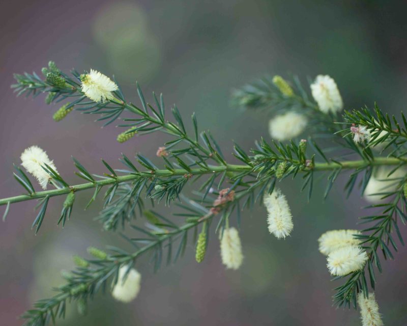 Tree – Acacia – MonFlora