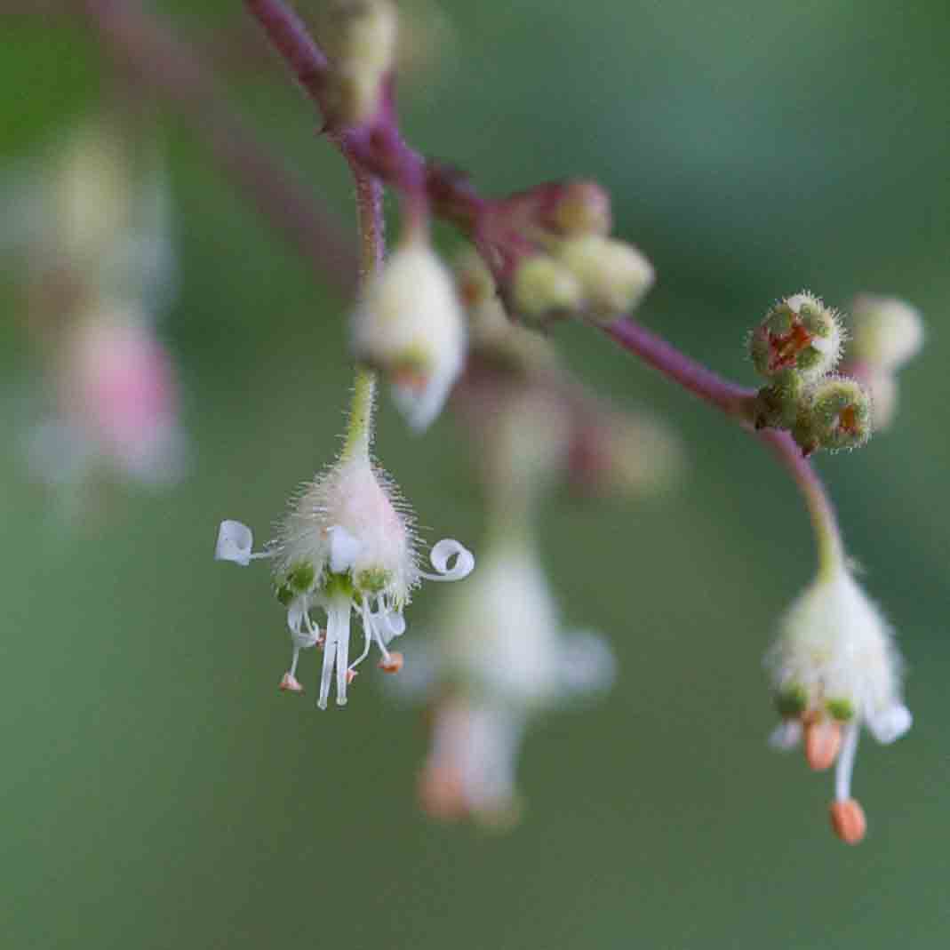 Saxifragaceae – MonFlora