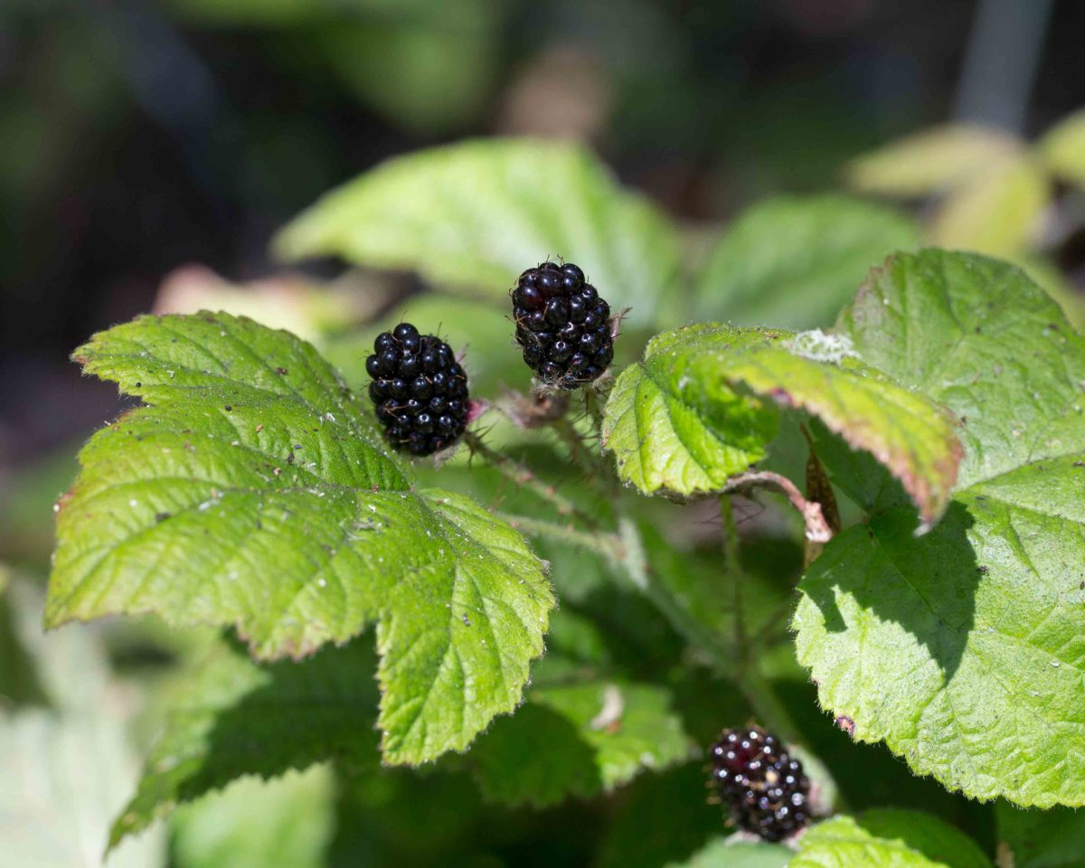 Rosaceae-berry – MonFlora