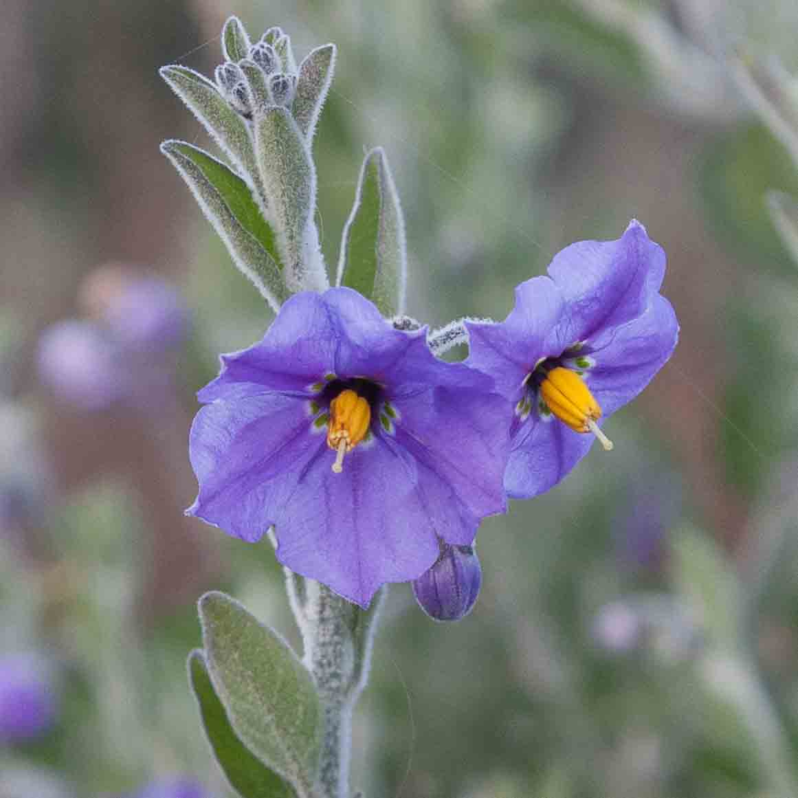 Solanaceae – MonFlora