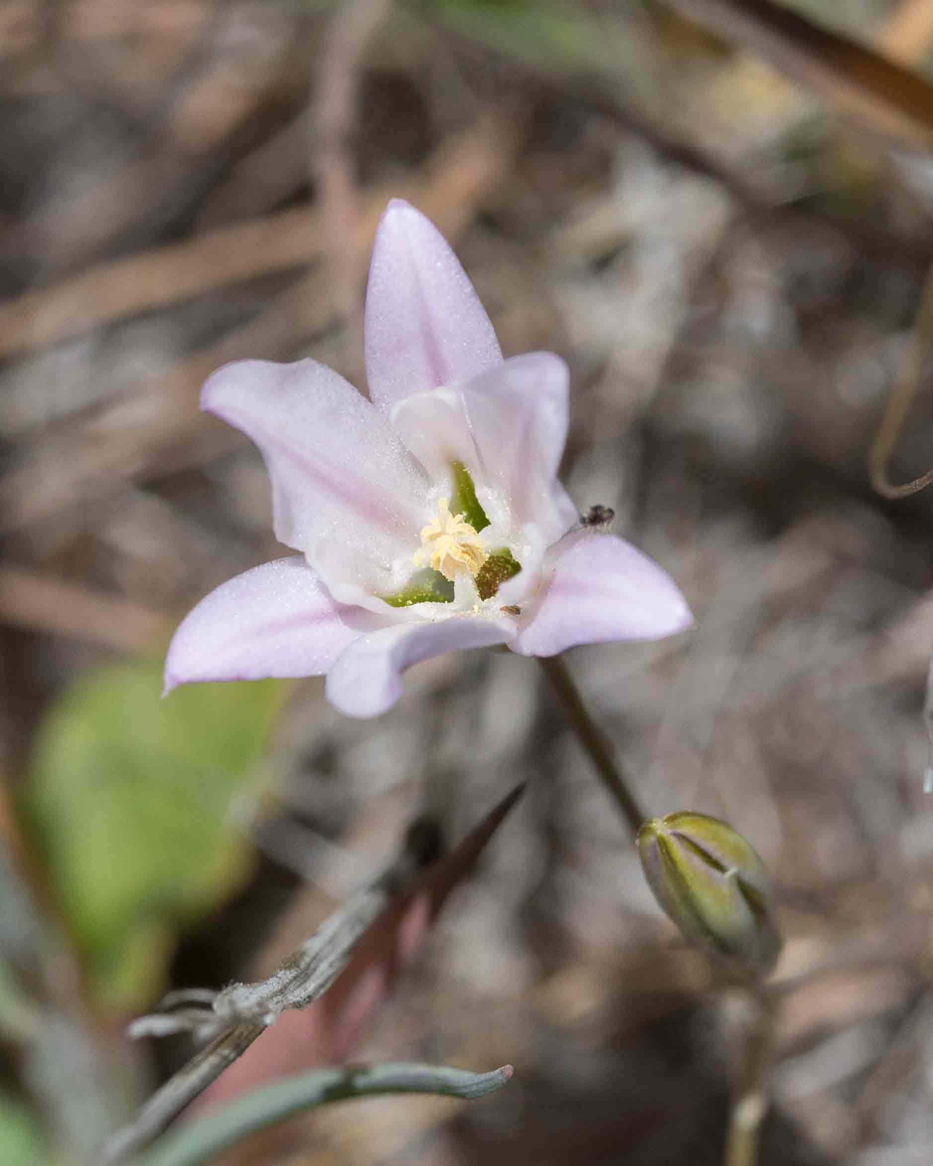 Themidaceae – MonFlora