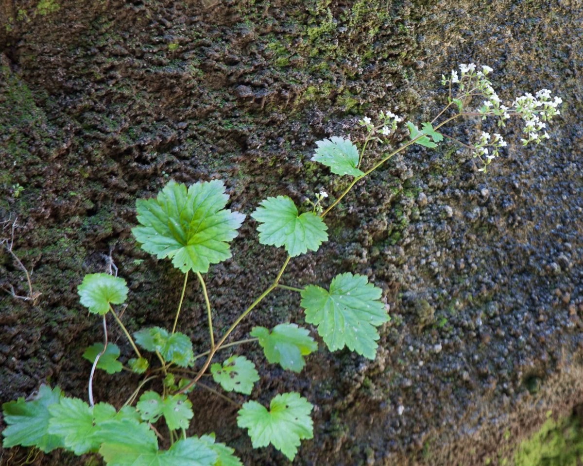 Saxifragaceae – MonFlora